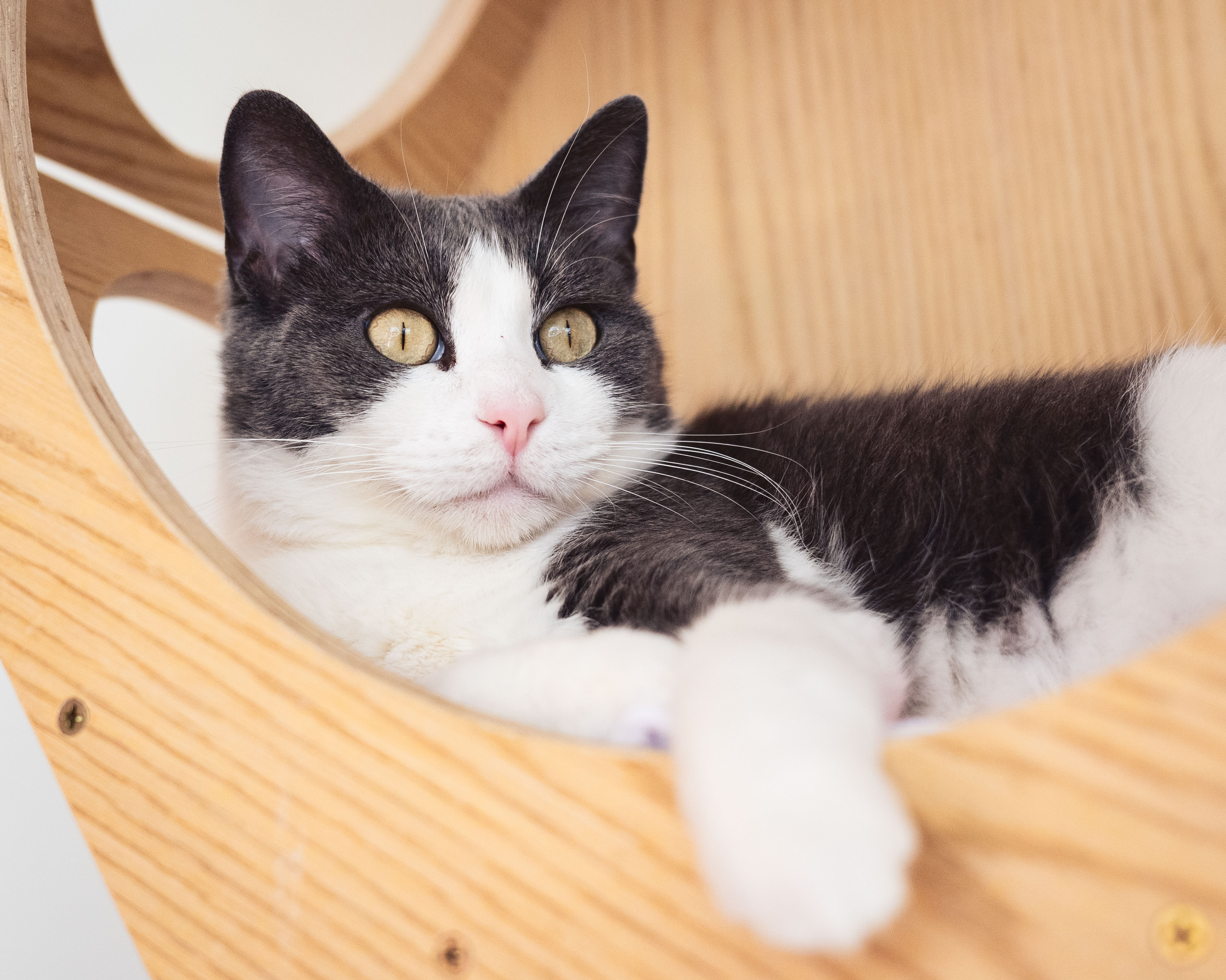 Cat for adoption - Alanine, a Domestic Short Hair in Evanston, IL ...