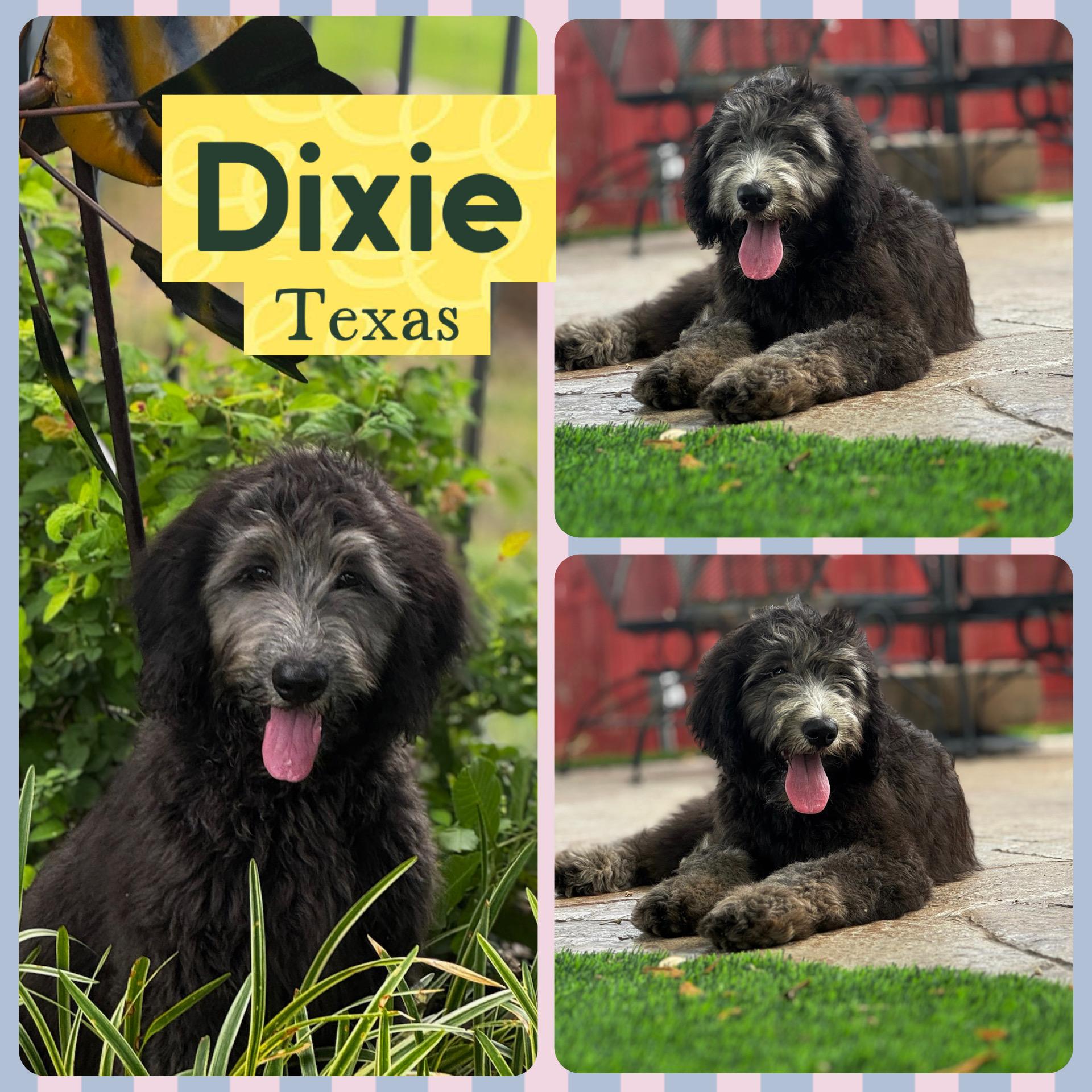 Dog for adoption - 3 GOLDENDOODLE PUPPIES-TEXAS, a Goldendoodle in ...