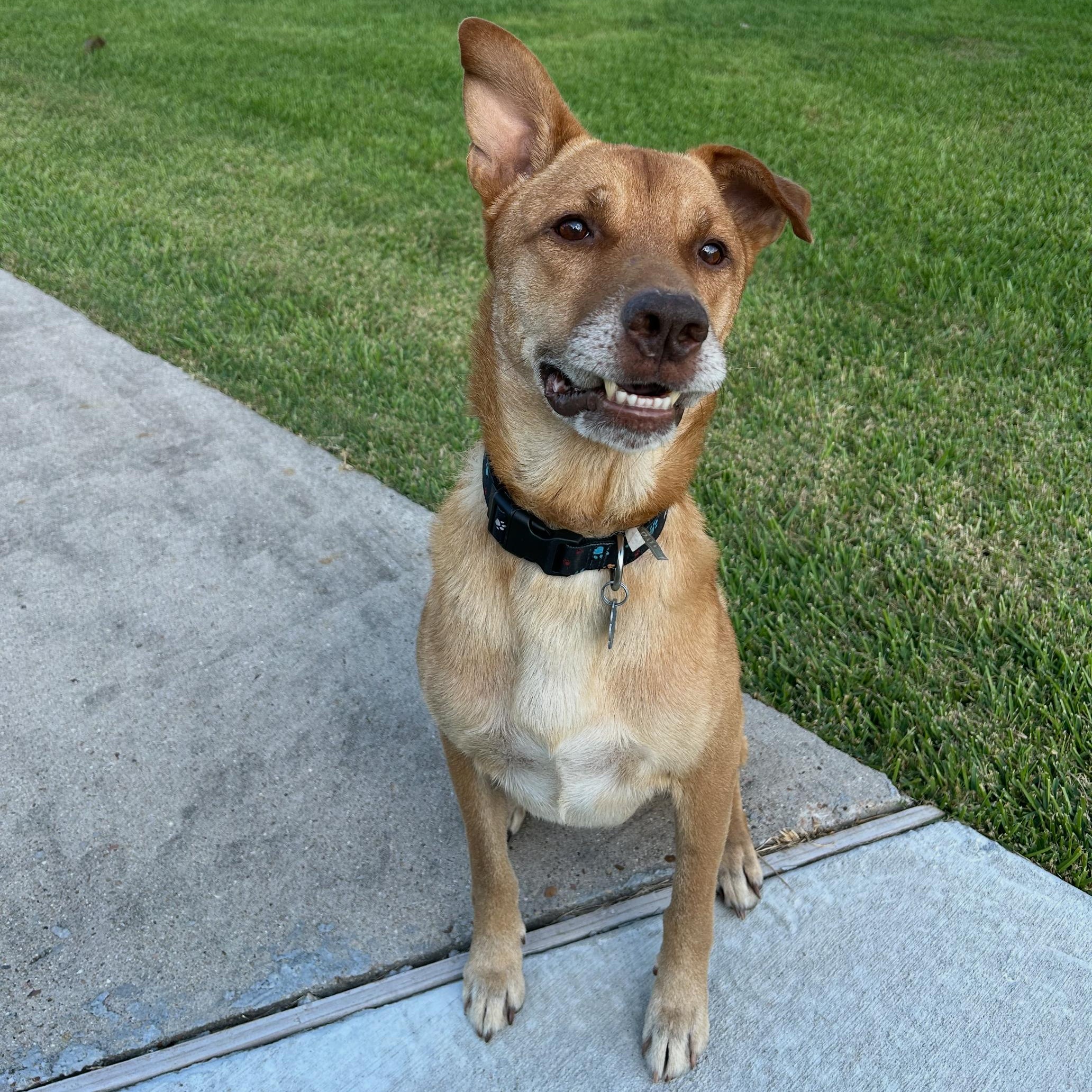 Dog for adoption - Sam, a Labrador Retriever & Shepherd Mix in Houston ...