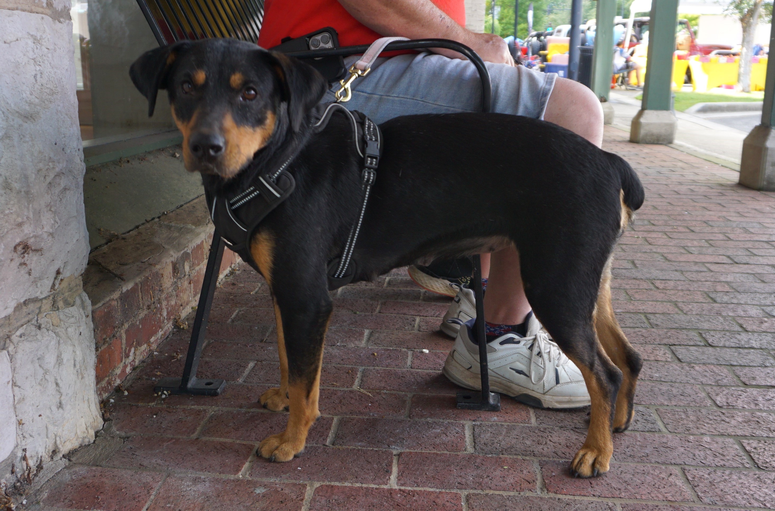 Dog for adoption - Mable, a Rottweiler Mix in Kutztown, PA | Petfinder