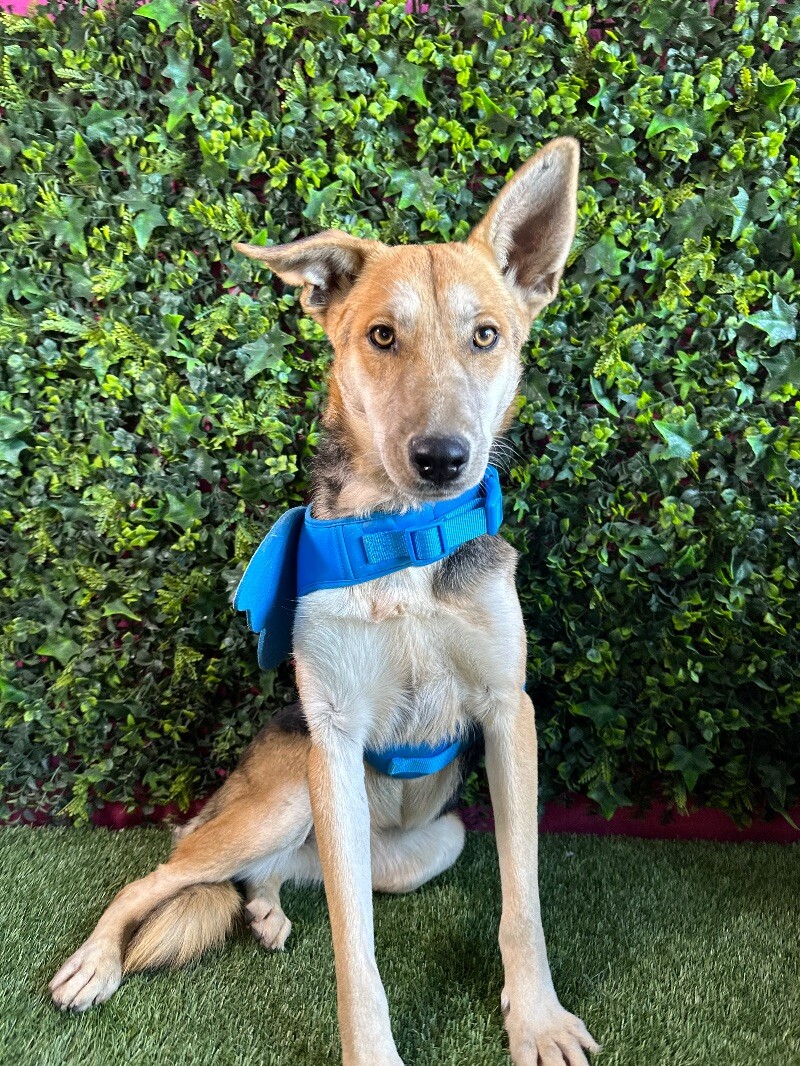 Dog for adoption - Kristi, a German Shepherd Dog Mix in Reno, NV ...
