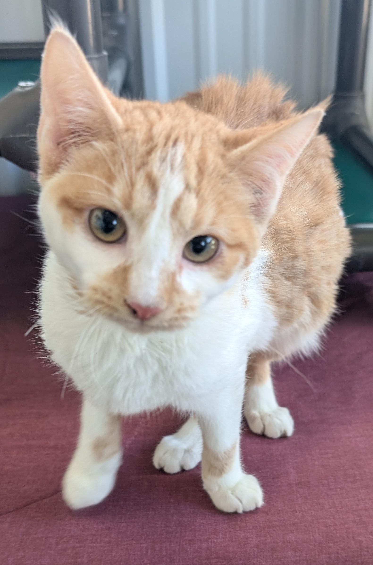 Cat for adoption - Bernie, a Domestic Short Hair in New Ulm, MN | Petfinder