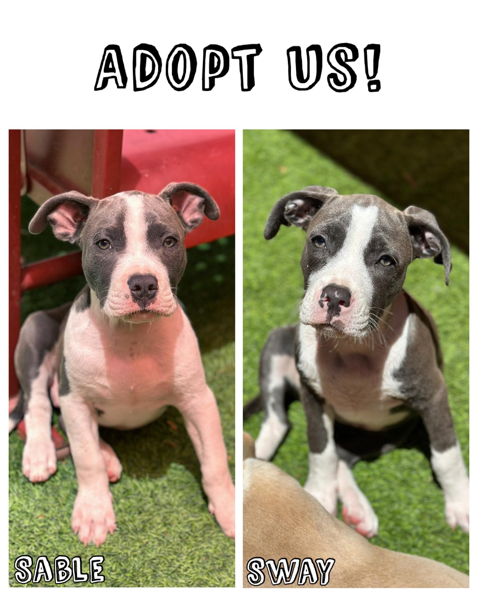 Dog for adoption - Sway and Sable, a Pit Bull Terrier Mix in Glendale ...