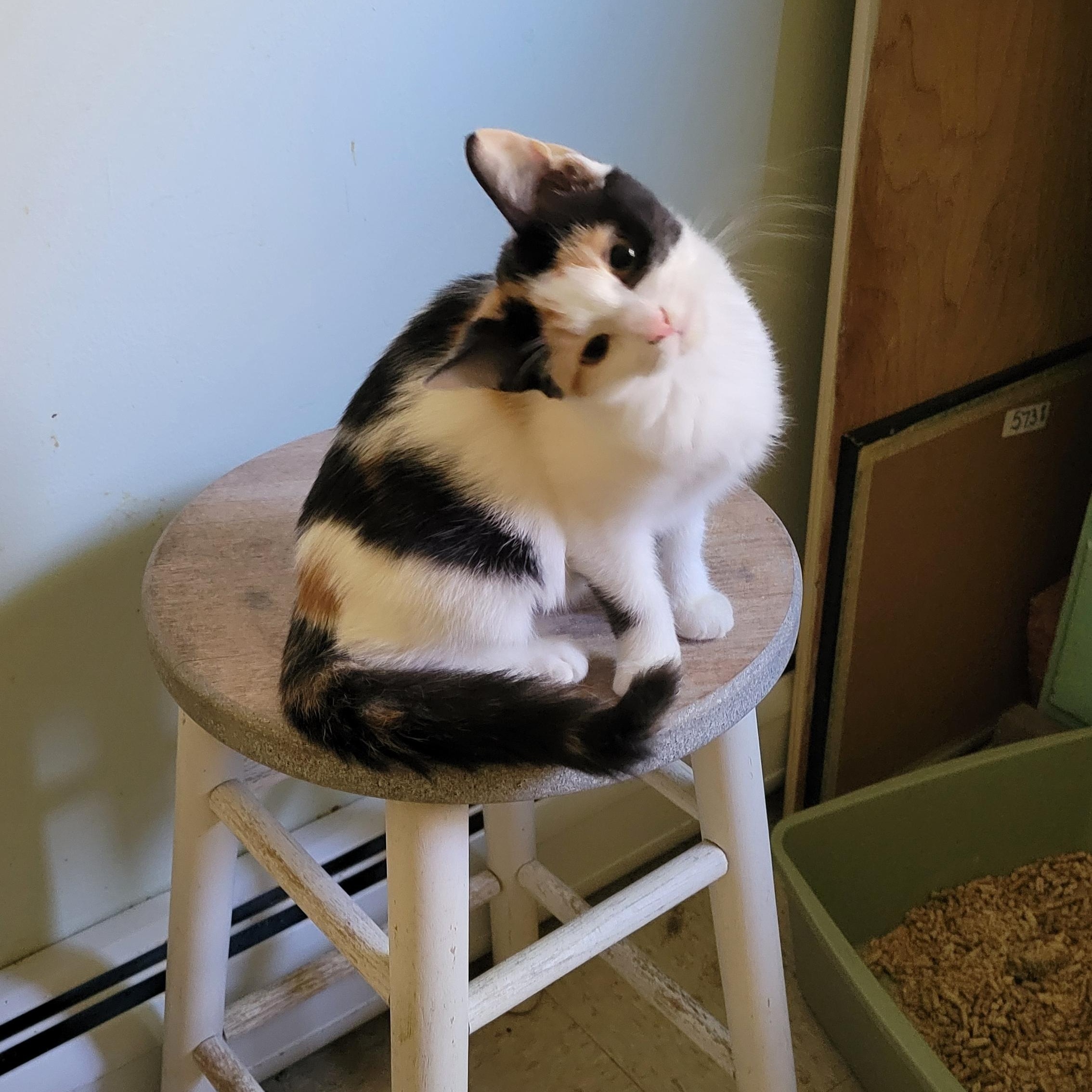 Cat for adoption - CALLIE - head tilt, a Domestic Short Hair Mix in ...