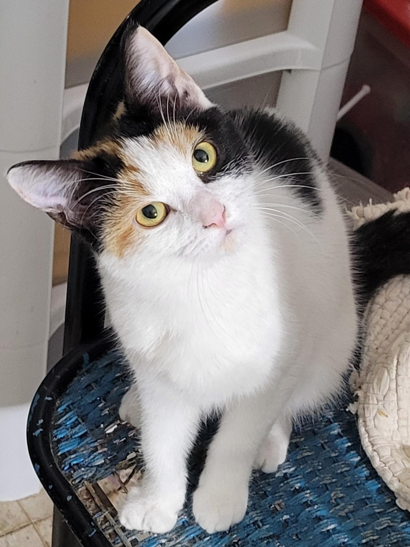 Cat for adoption - CALLIE - head tilt, a Domestic Short Hair Mix in ...