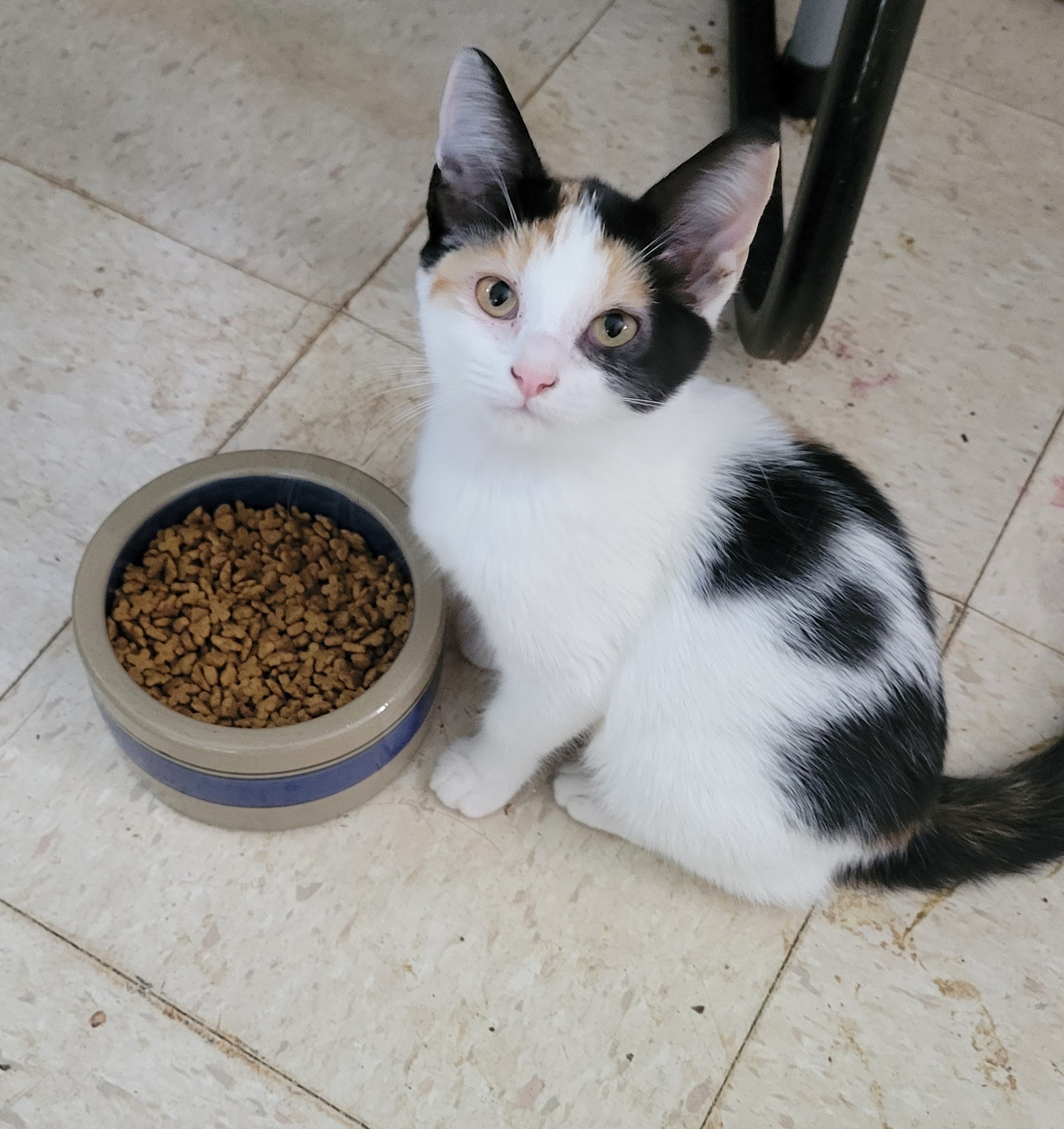 Cat for adoption - CALLIE - head tilt, a Domestic Short Hair Mix in ...