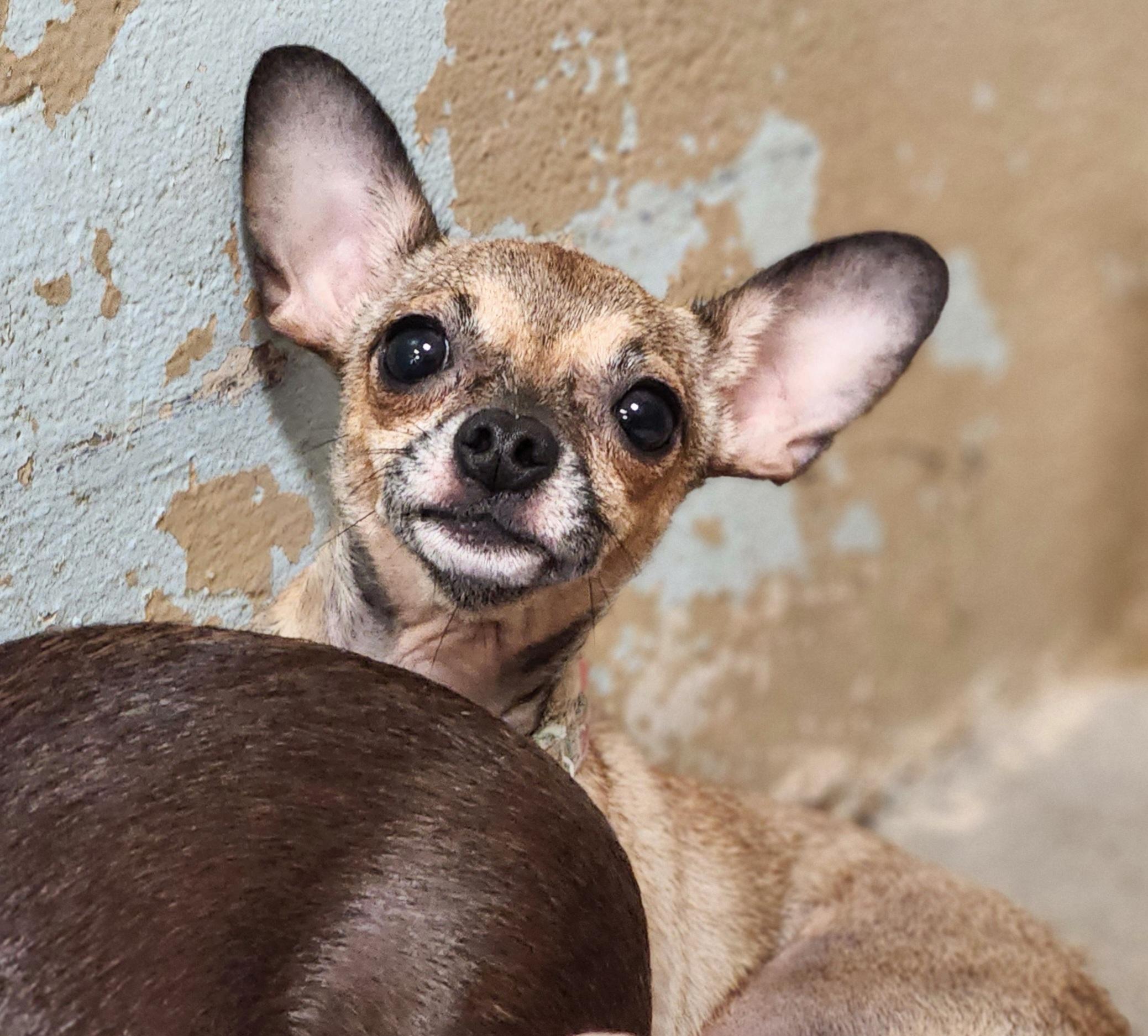 Dog for adoption - Bambi, a Chihuahua in Clovis, CA | Petfinder