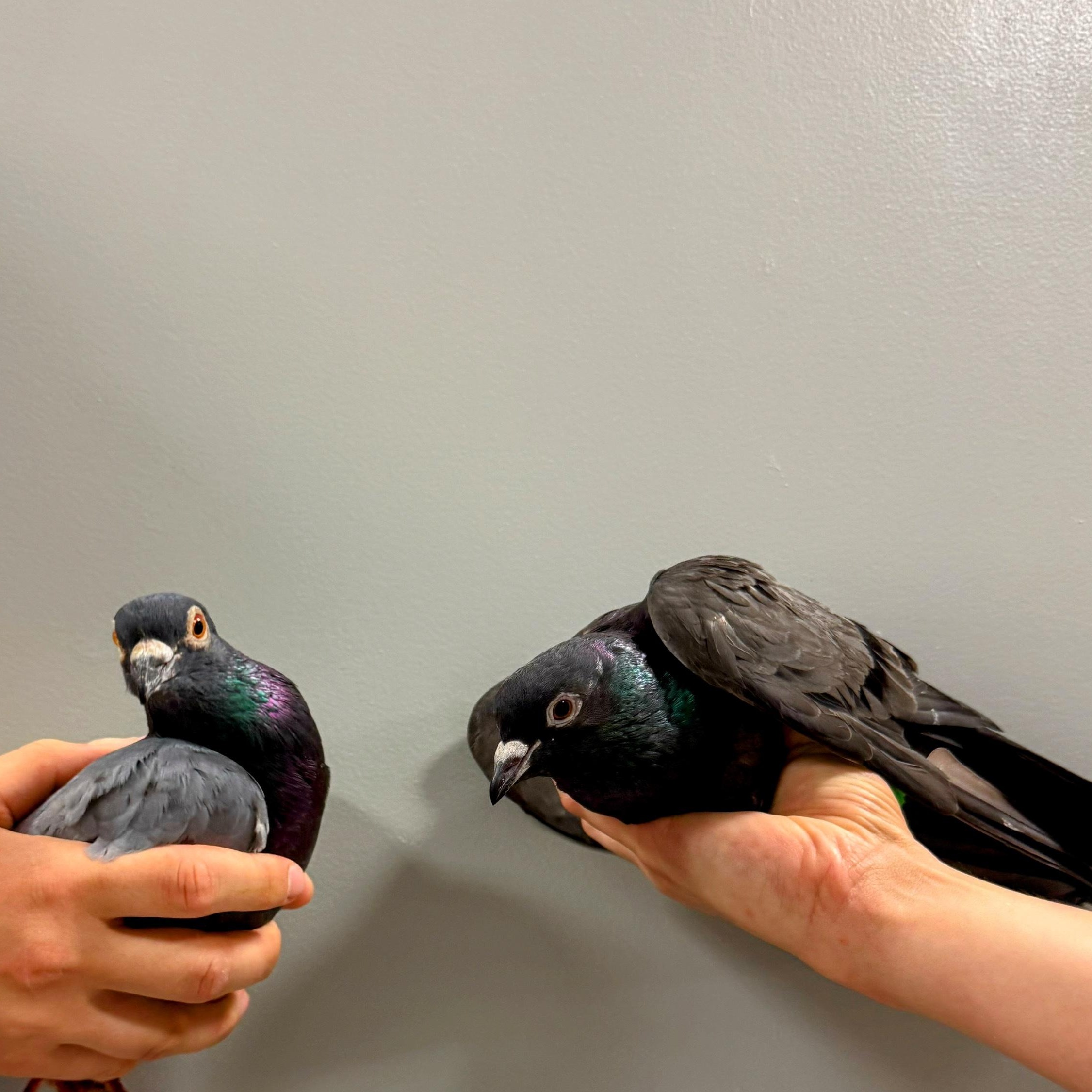 Dove for adoption - Good & Plenty (married couple), a Pigeon in Chicago ...
