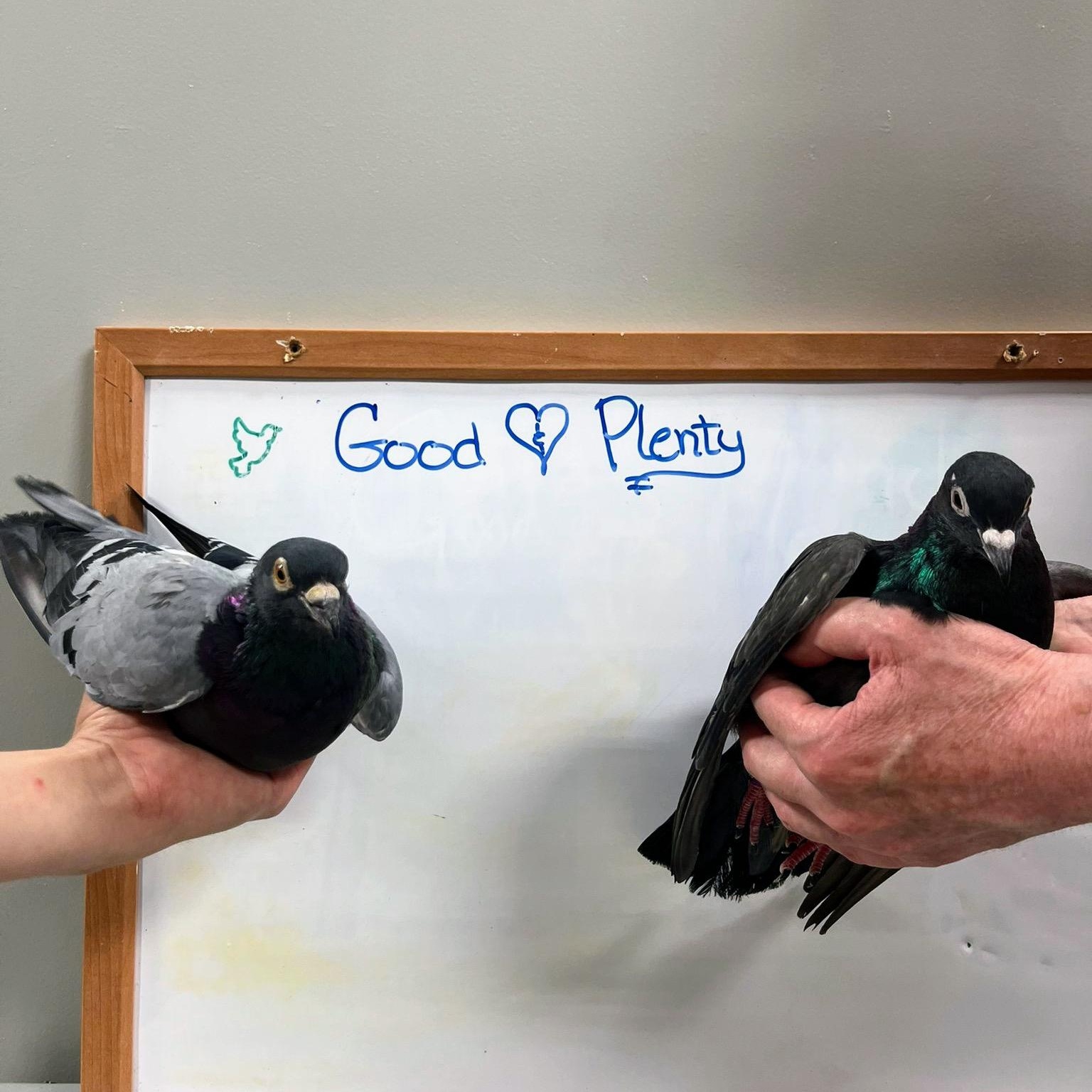 Dove for adoption - Good & Plenty (married couple), a Pigeon in Chicago ...
