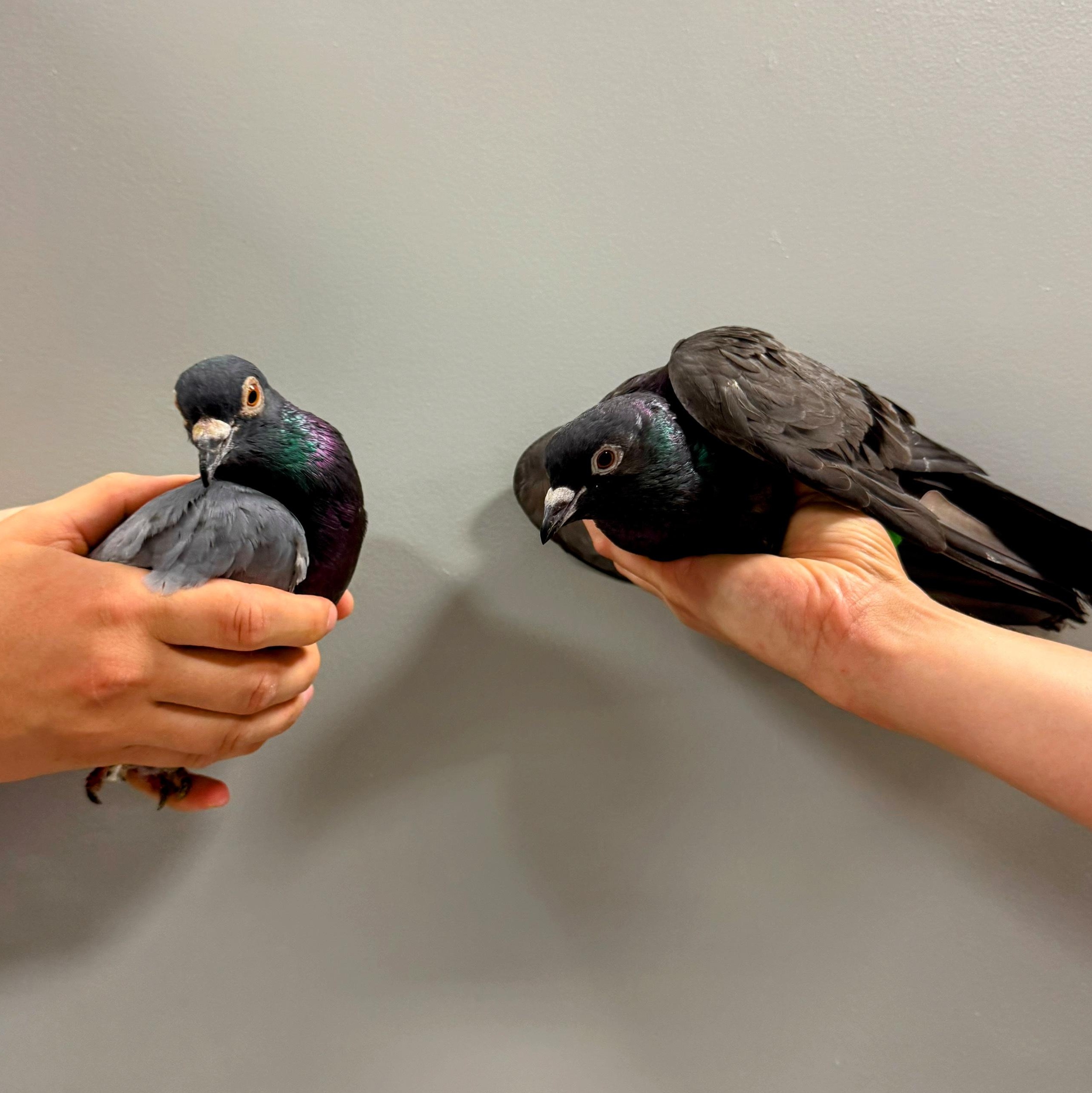 Dove for adoption - Good & Plenty (married couple), a Pigeon in Chicago ...