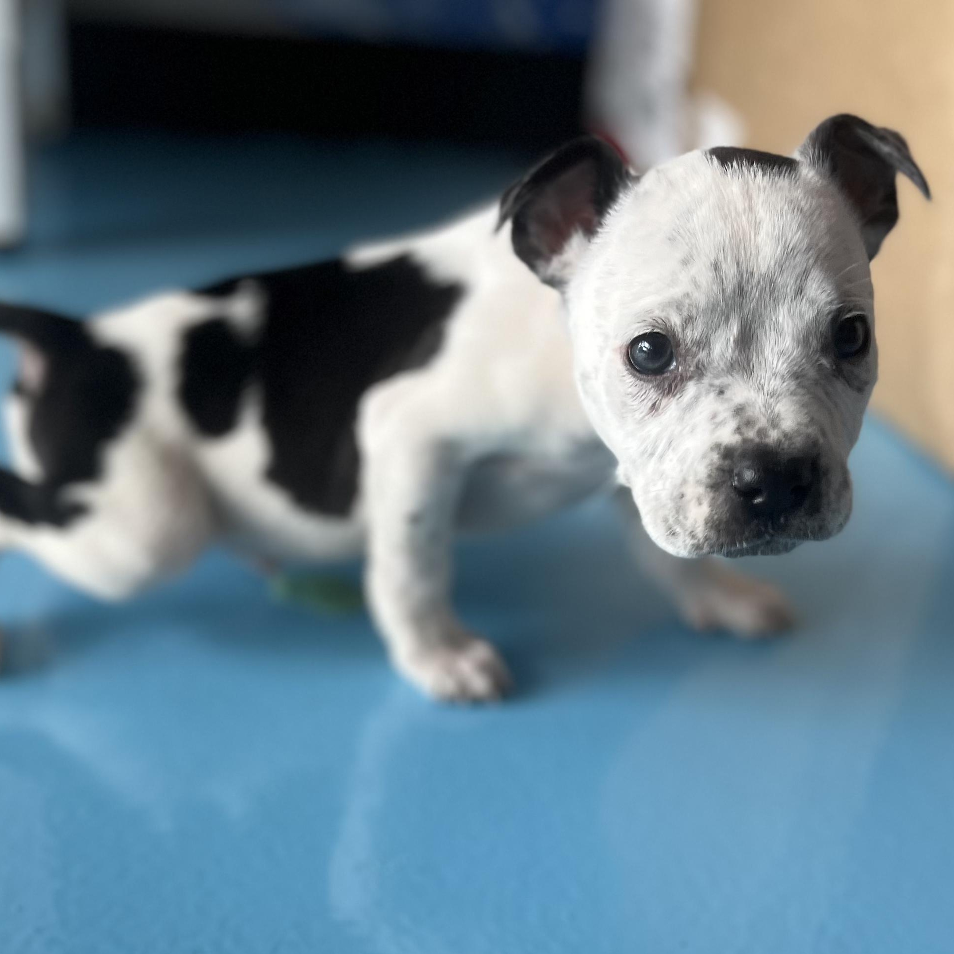 Dog for adoption - Spots, a Pit Bull Terrier in WORCESTER, MA | Petfinder