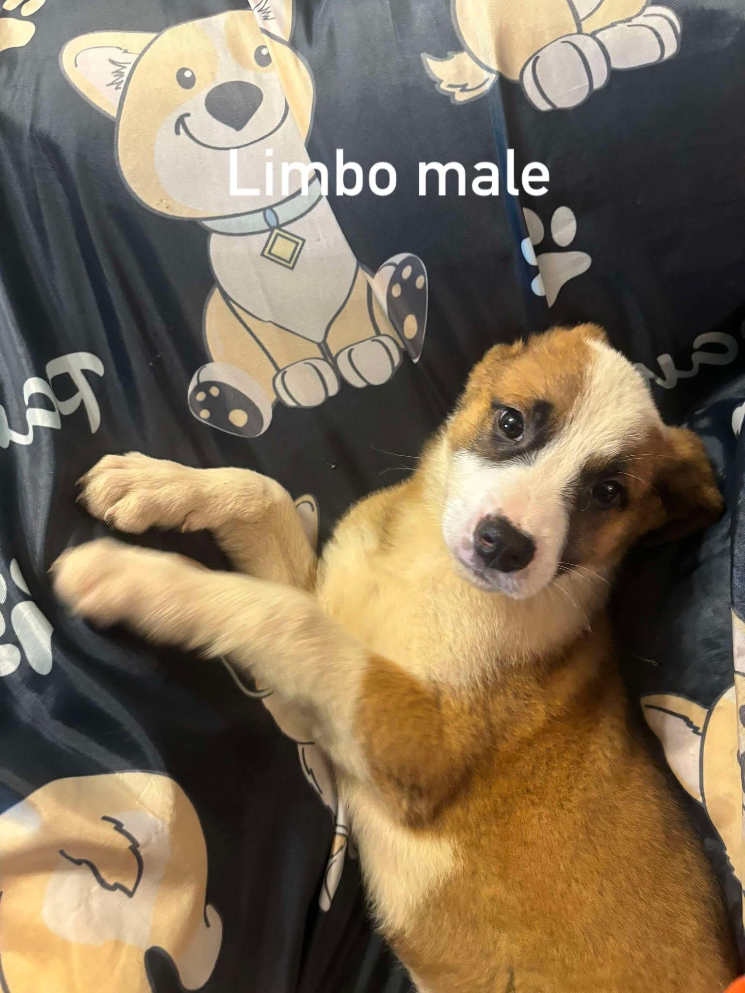 Dog for adoption - Limbo, a Border Collie in GLEN MILLS, PA | Petfinder