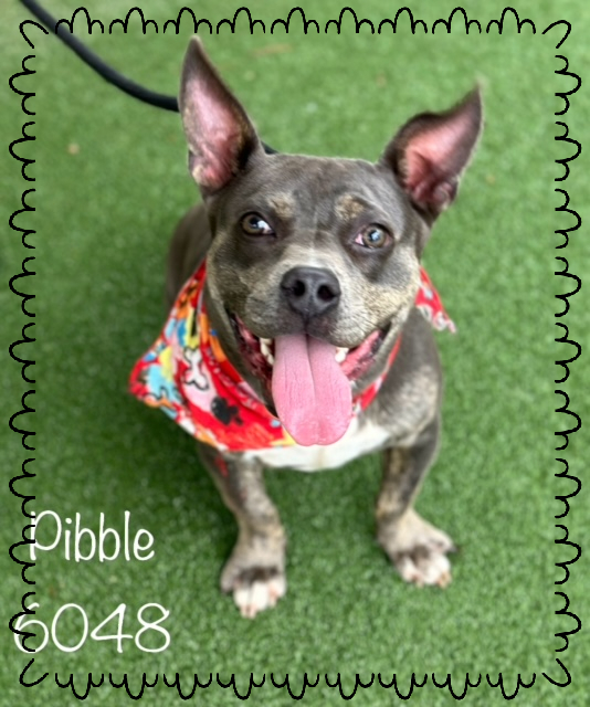 Dog for adoption - PIBBLE - see video, an American Bully & Pit Bull ...