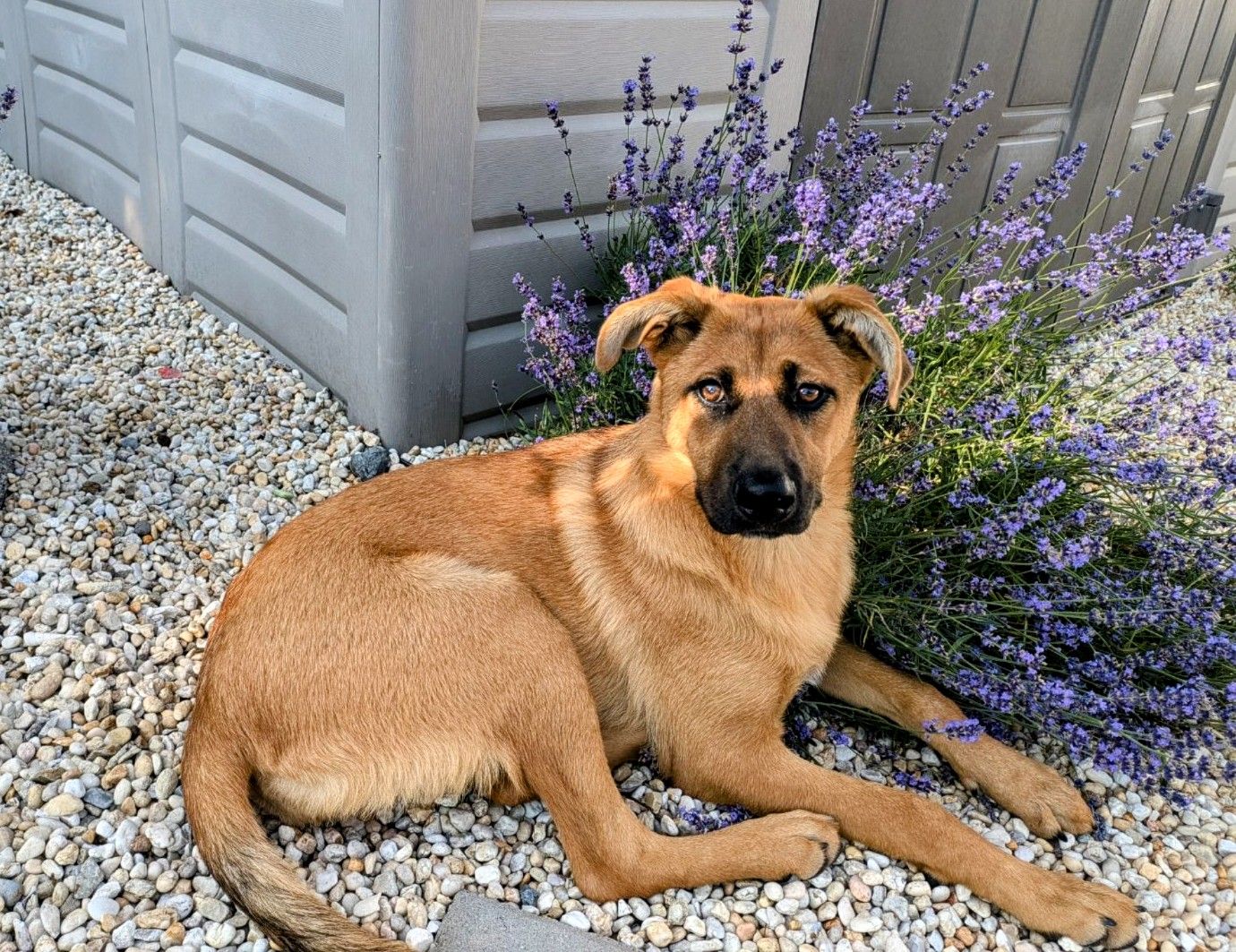 Dog for adoption - Nala, a German Shepherd Dog & Anatolian Shepherd Mix ...