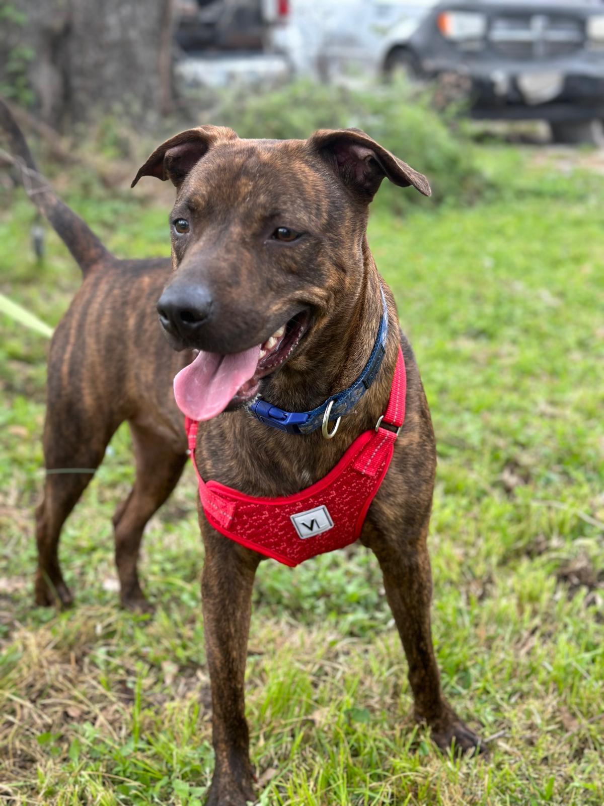Dog for adoption - Peewee, a Plott Hound & Mountain Cur Mix in ...