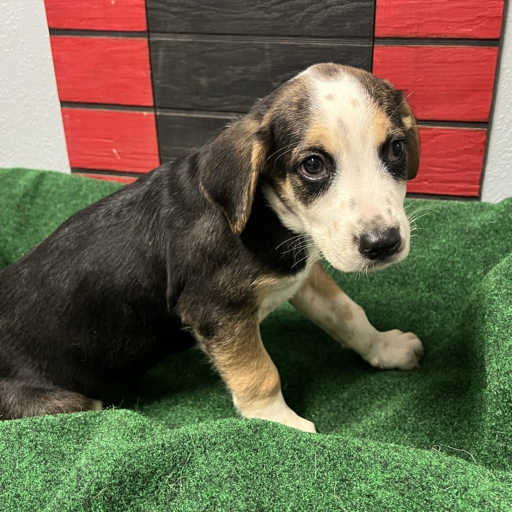 Dog for adoption - Hugo, a Shepherd & Hound Mix in Clive, IA | Petfinder