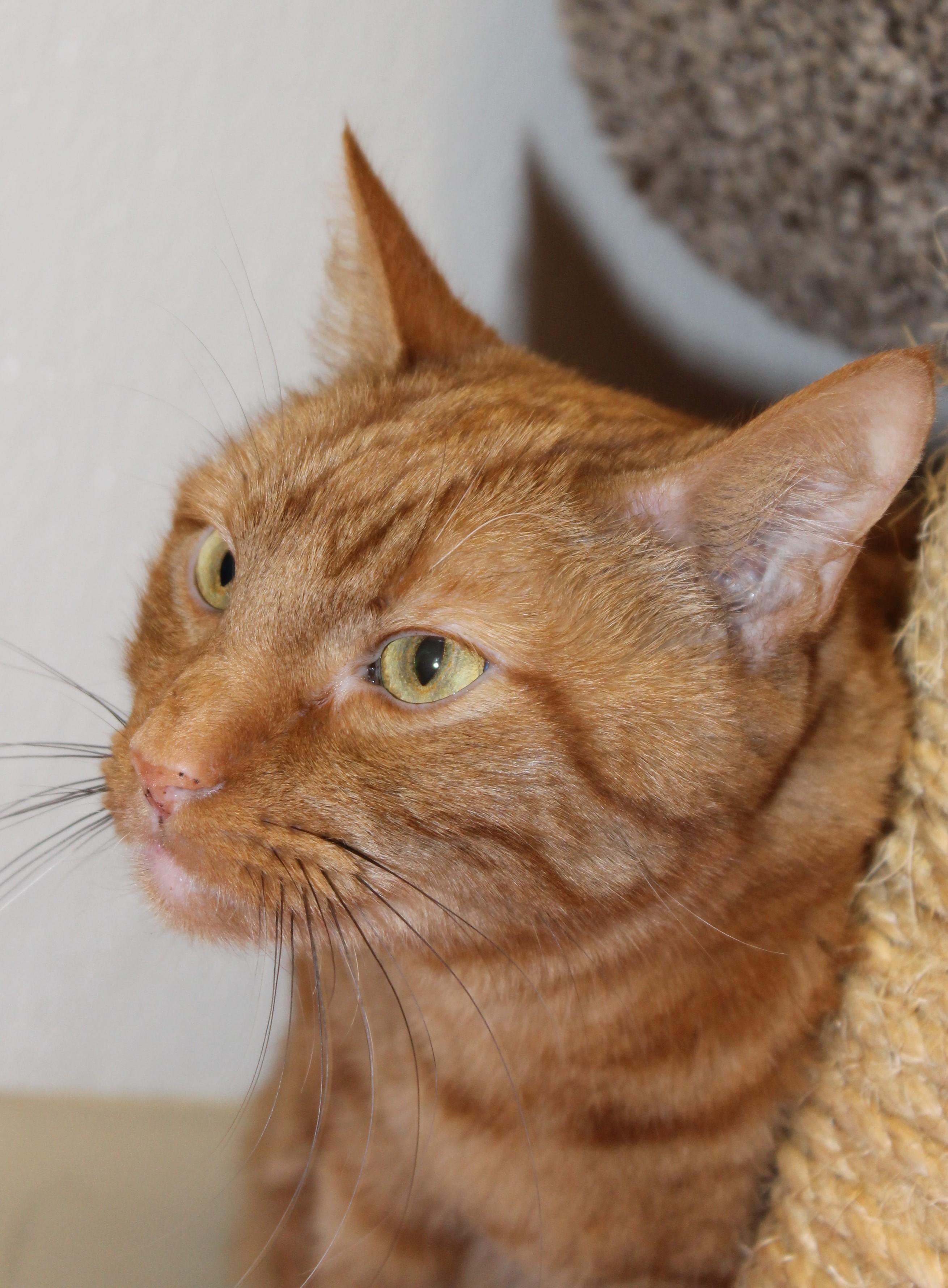 Cat for adoption - Garfield, a Domestic Short Hair Mix in Harrison, NY ...