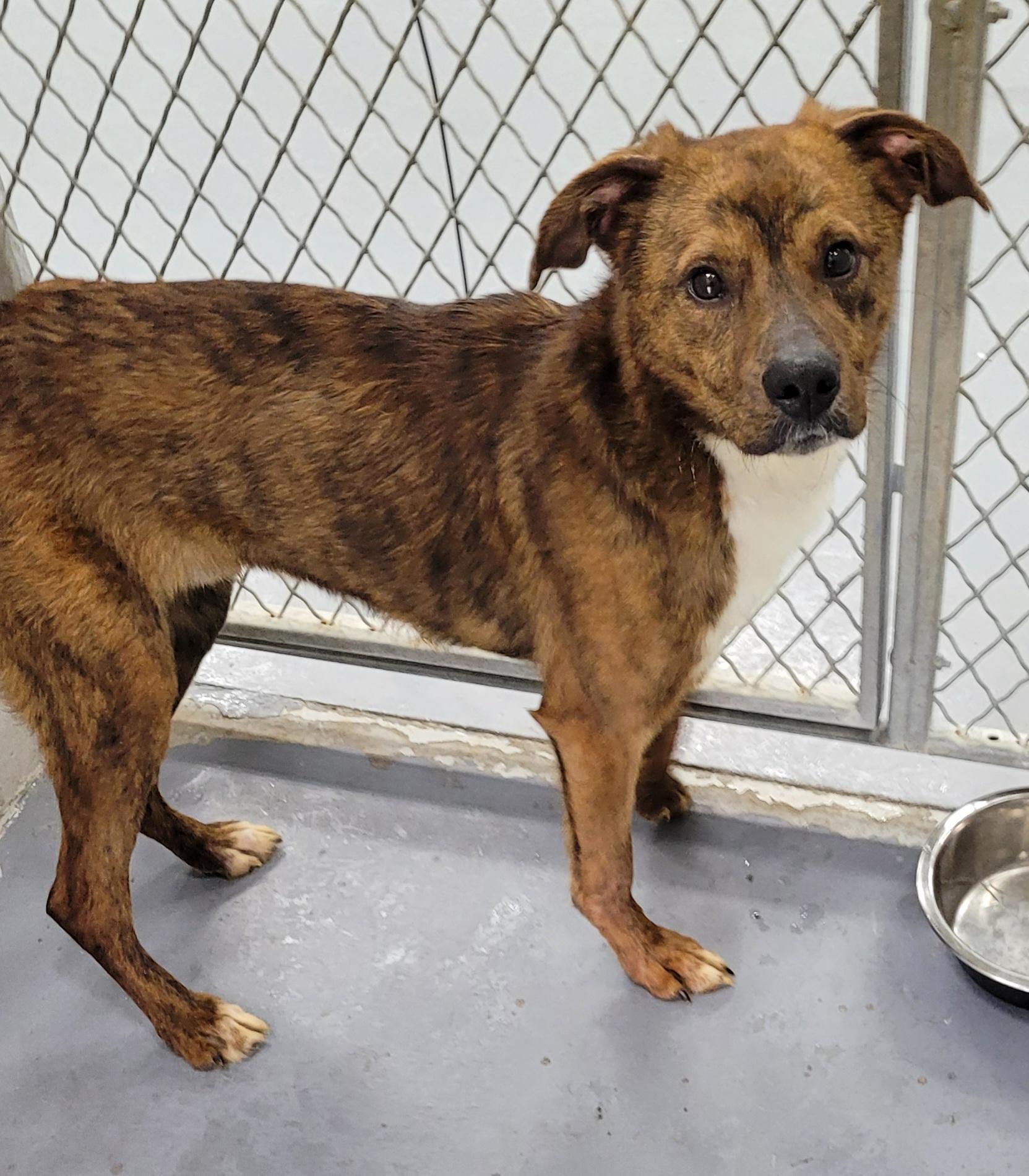Dog for adoption - Braxton, a Treeing Walker Coonhound in Rushville, IN ...