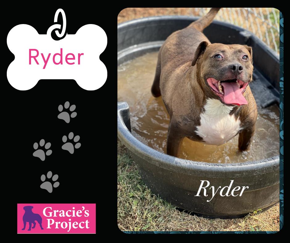 Dog for adoption - Ryder, a Pit Bull Terrier Mix in Wilmington , DE ...