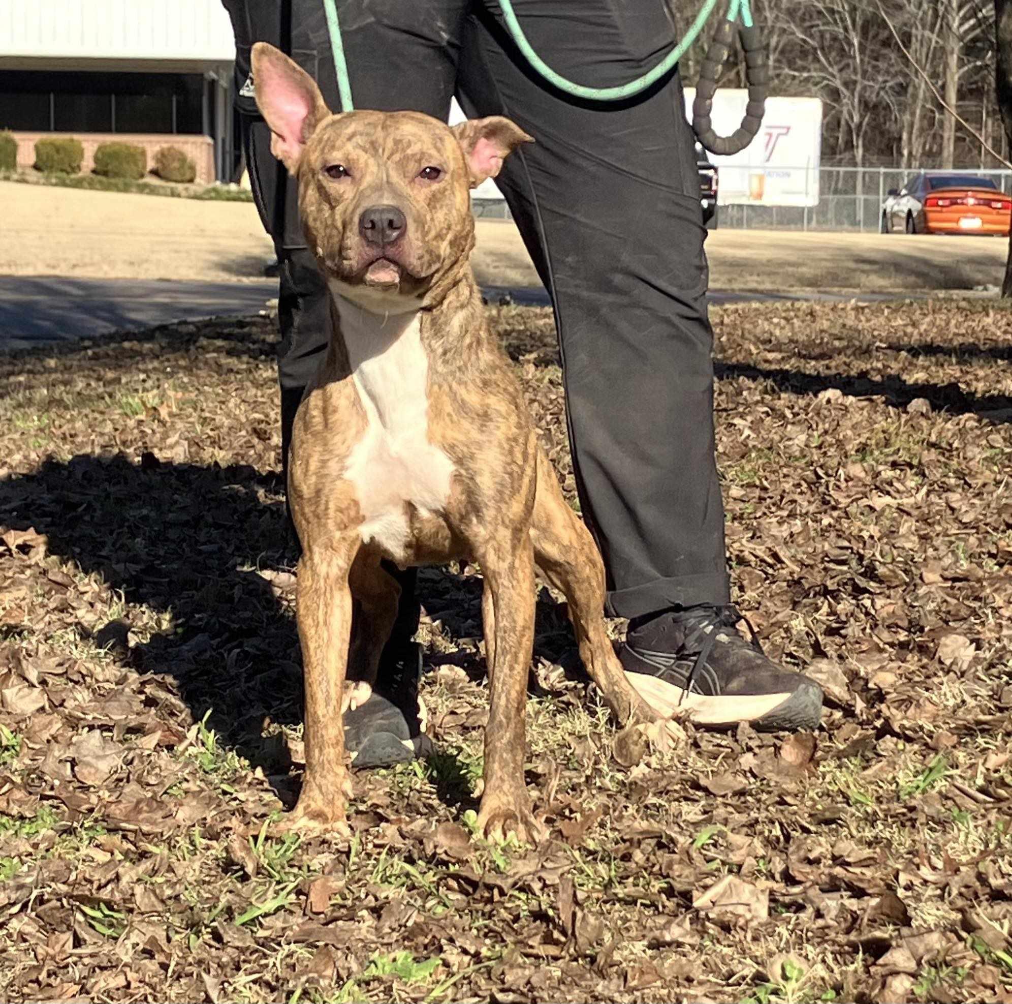 Dog for adoption - Riley, an American Staffordshire Terrier Mix in ...
