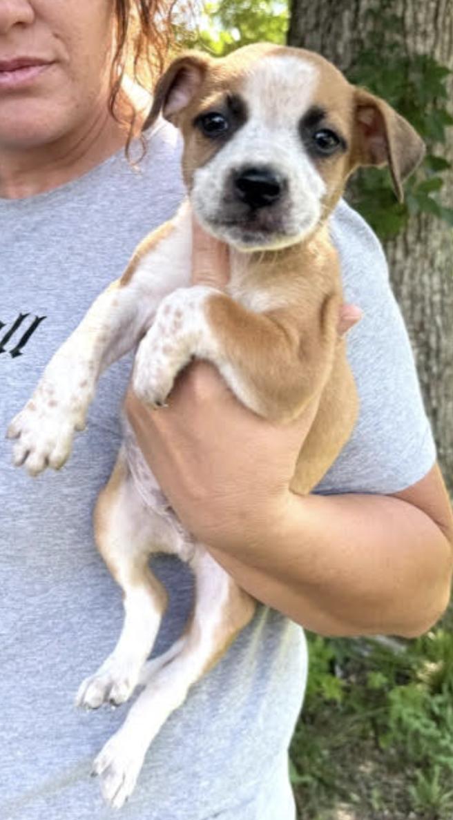 Dog for adoption - Neil Nuzzle ~ Arriving to NE on 7/24, an English ...