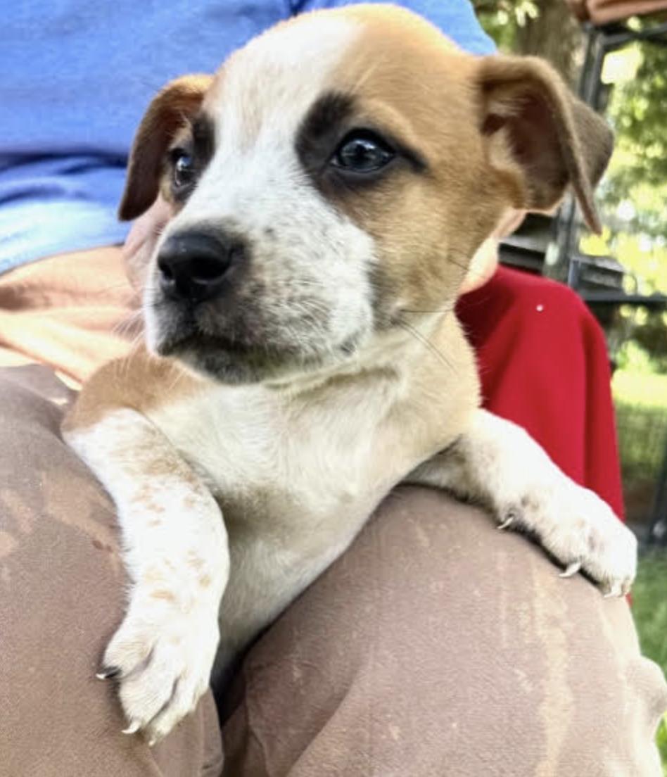 Dog for adoption - Neil Nuzzle ~ Arriving to NE on 7/24, an English ...