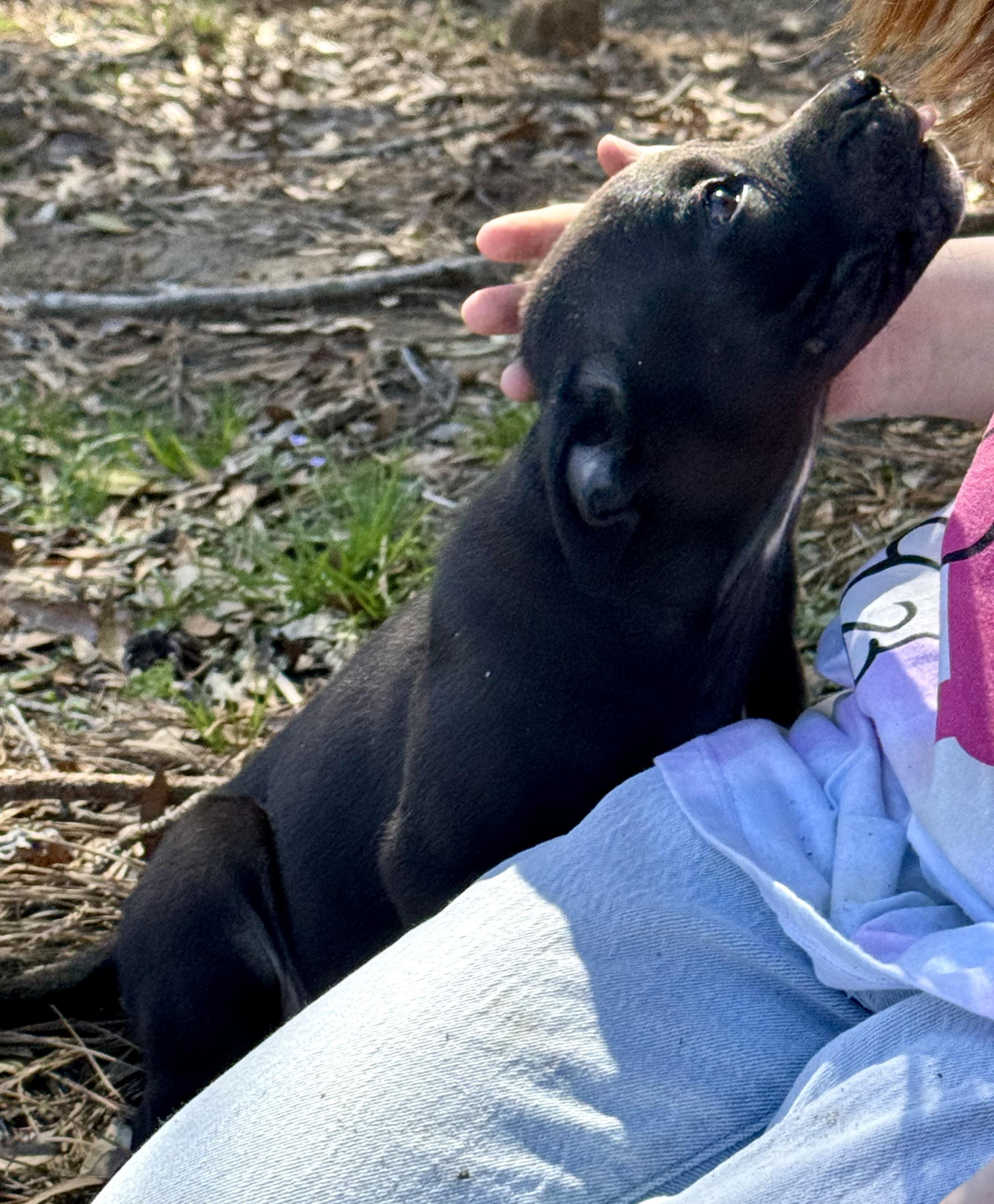 Dog for adoption - ZIPPY SPROUT, a Pit Bull Terrier & Mountain Dog Mix ...