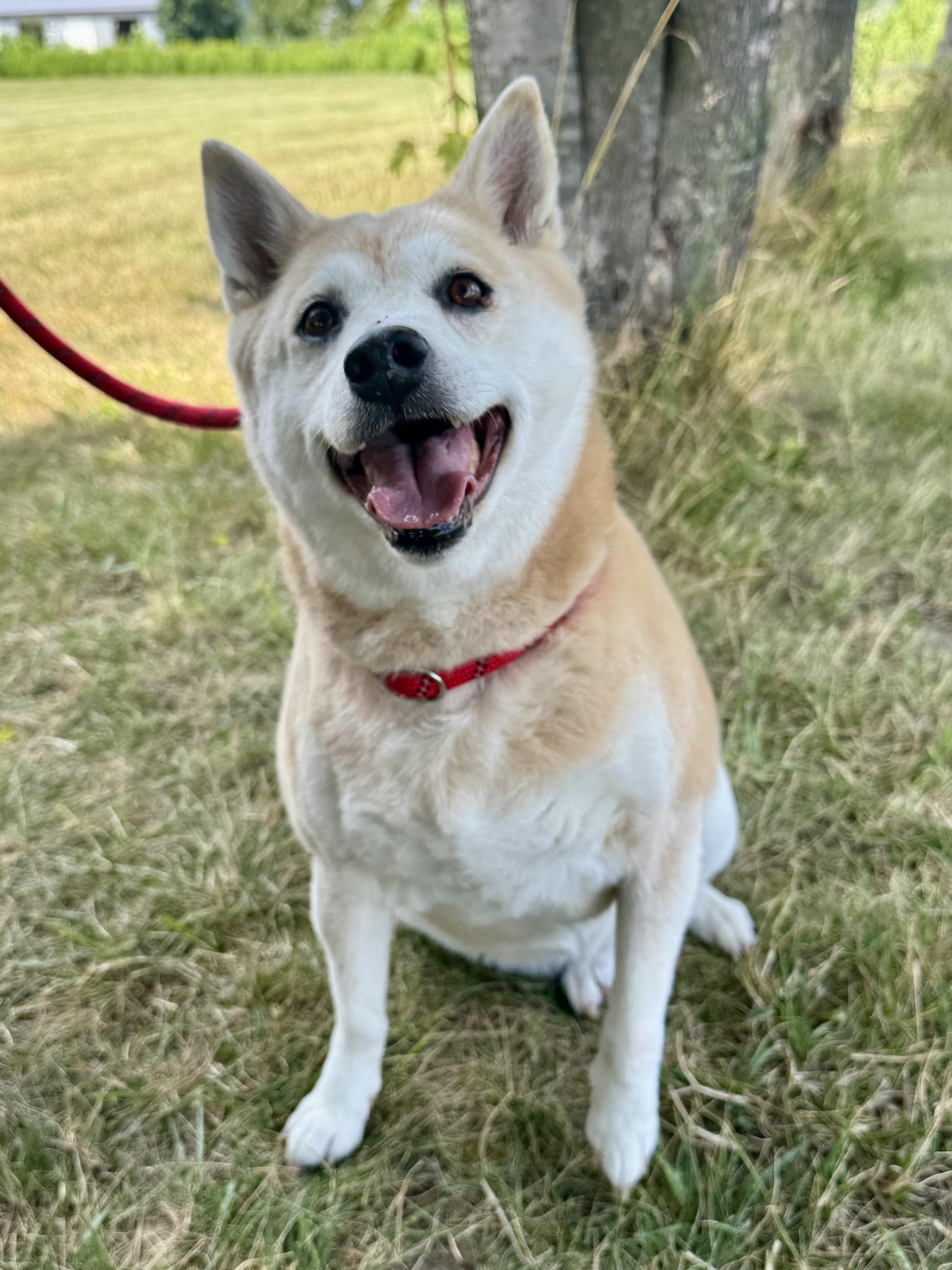 Dog for adoption - Sadie, a Shiba Inu in St. Joseph, MI | Petfinder