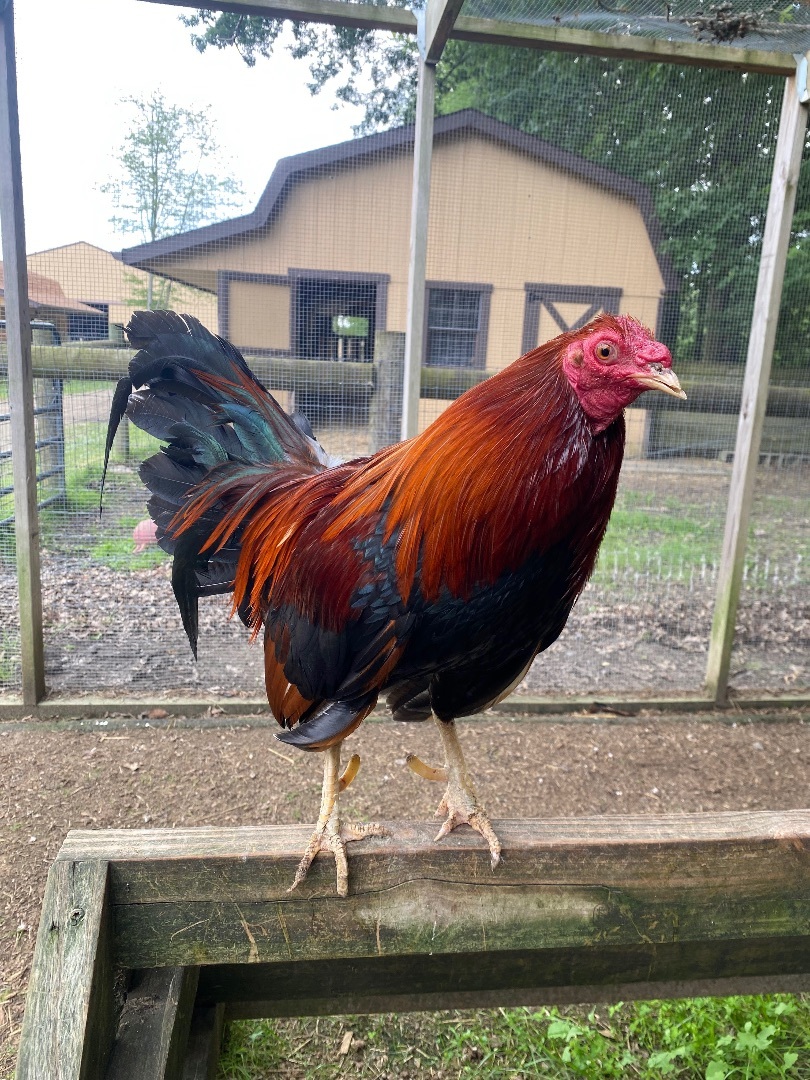 Chicken for adoption - Danza, a Chicken in Ravenna, OH | Petfinder