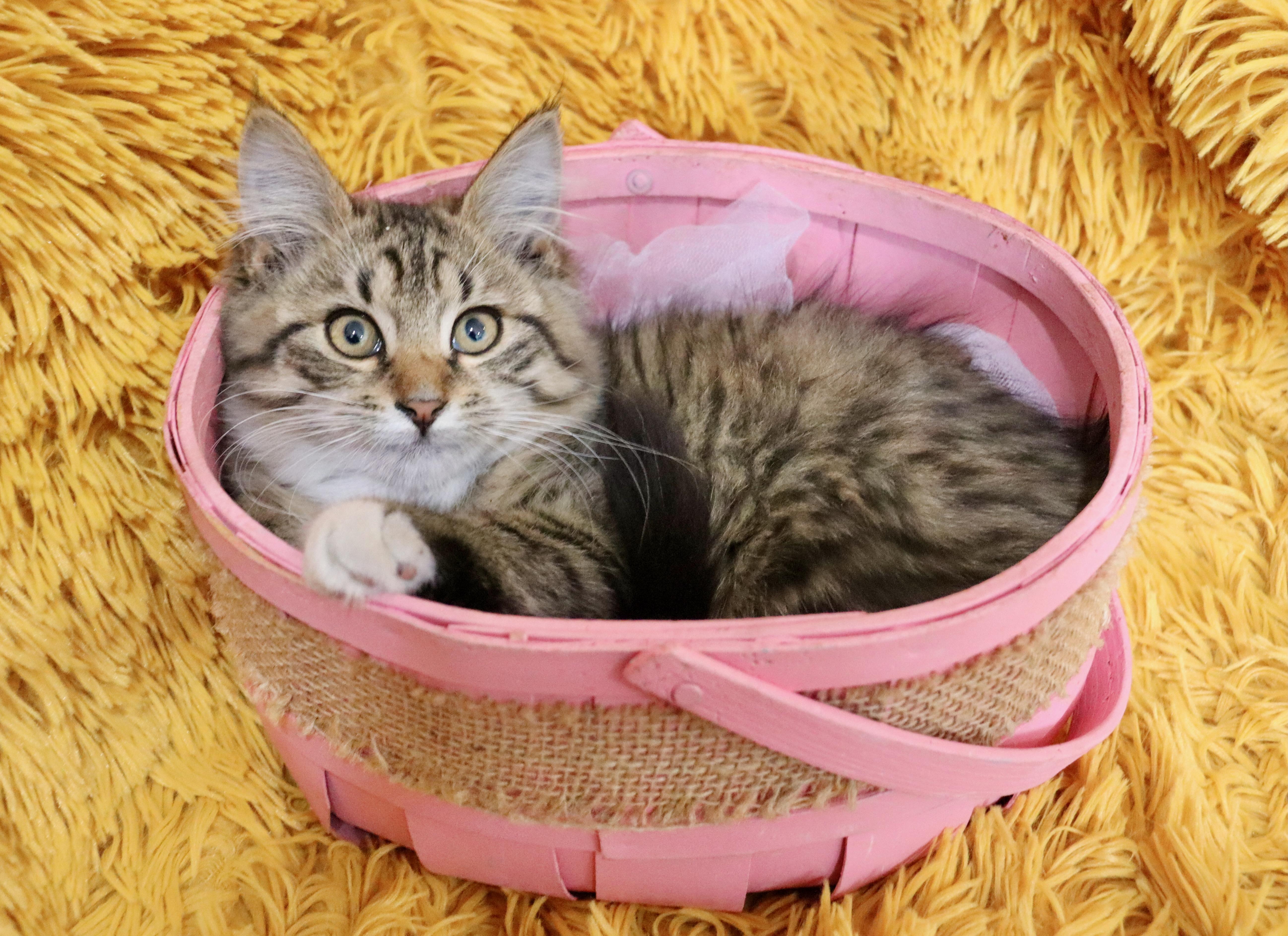 Mallory - Adoptable Pet | Petfinder | Petfinder