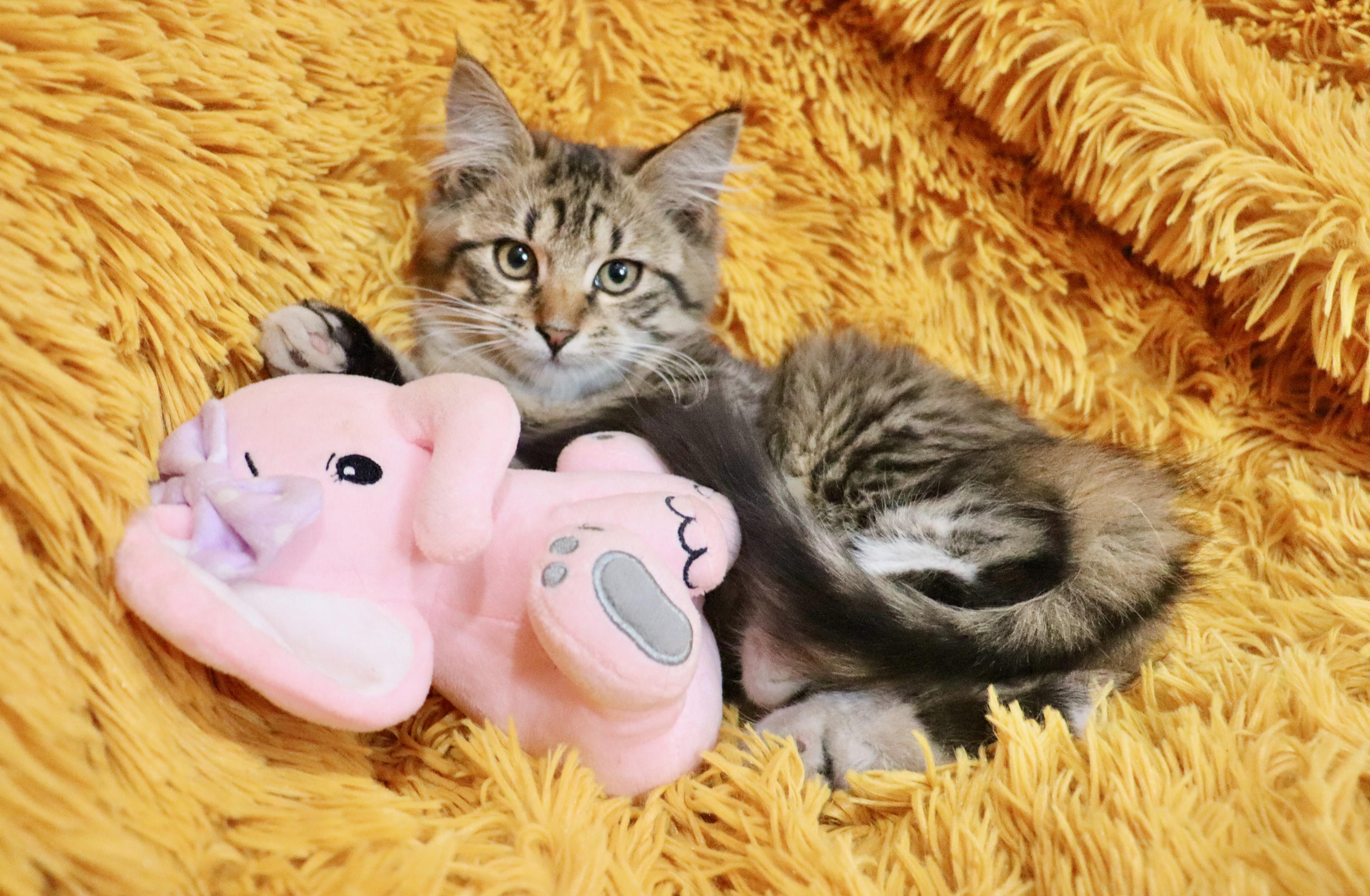 Mallory - Adoptable Pet | Petfinder | Petfinder