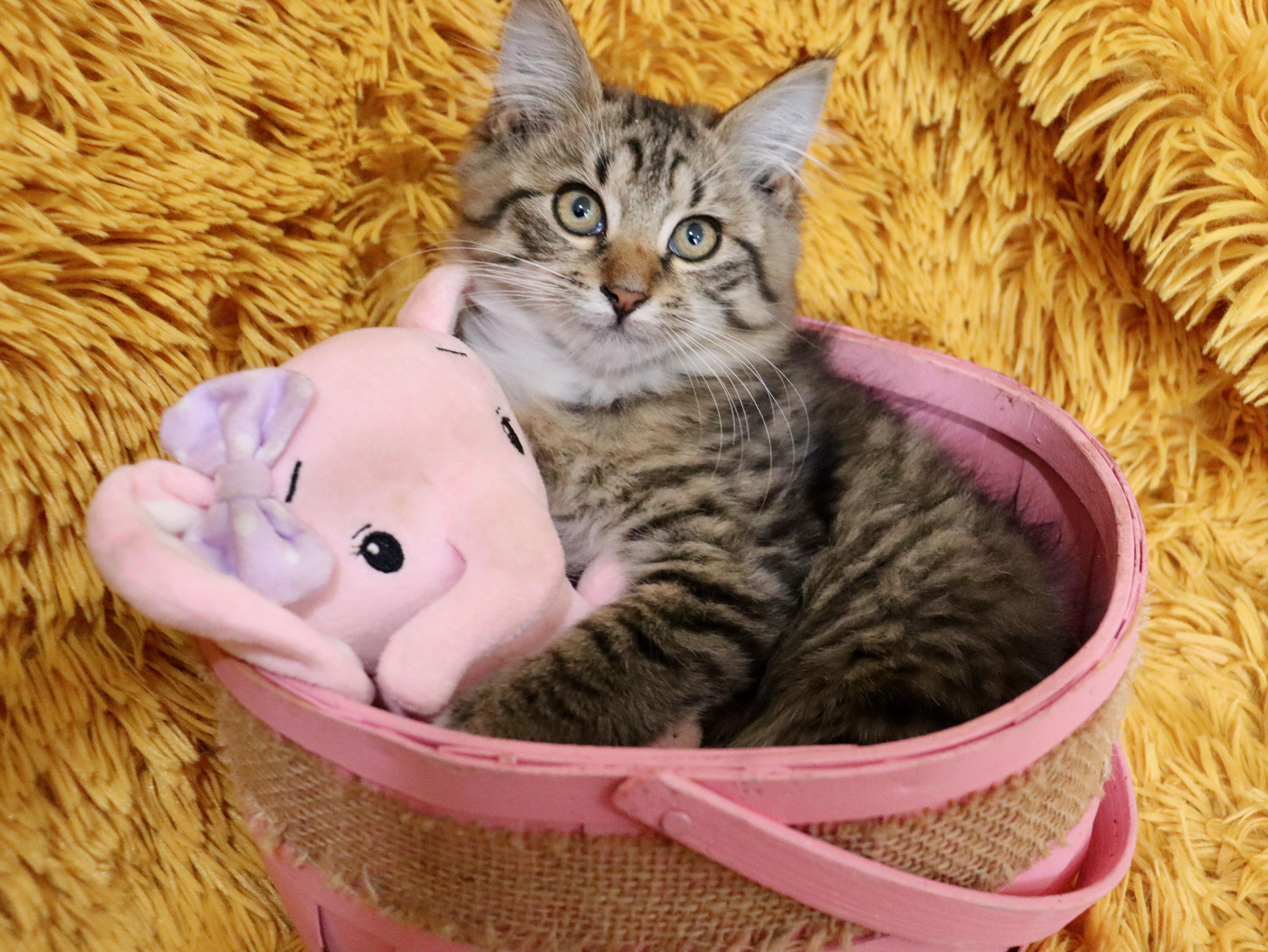 Mallory - Adoptable Pet | Petfinder | Petfinder