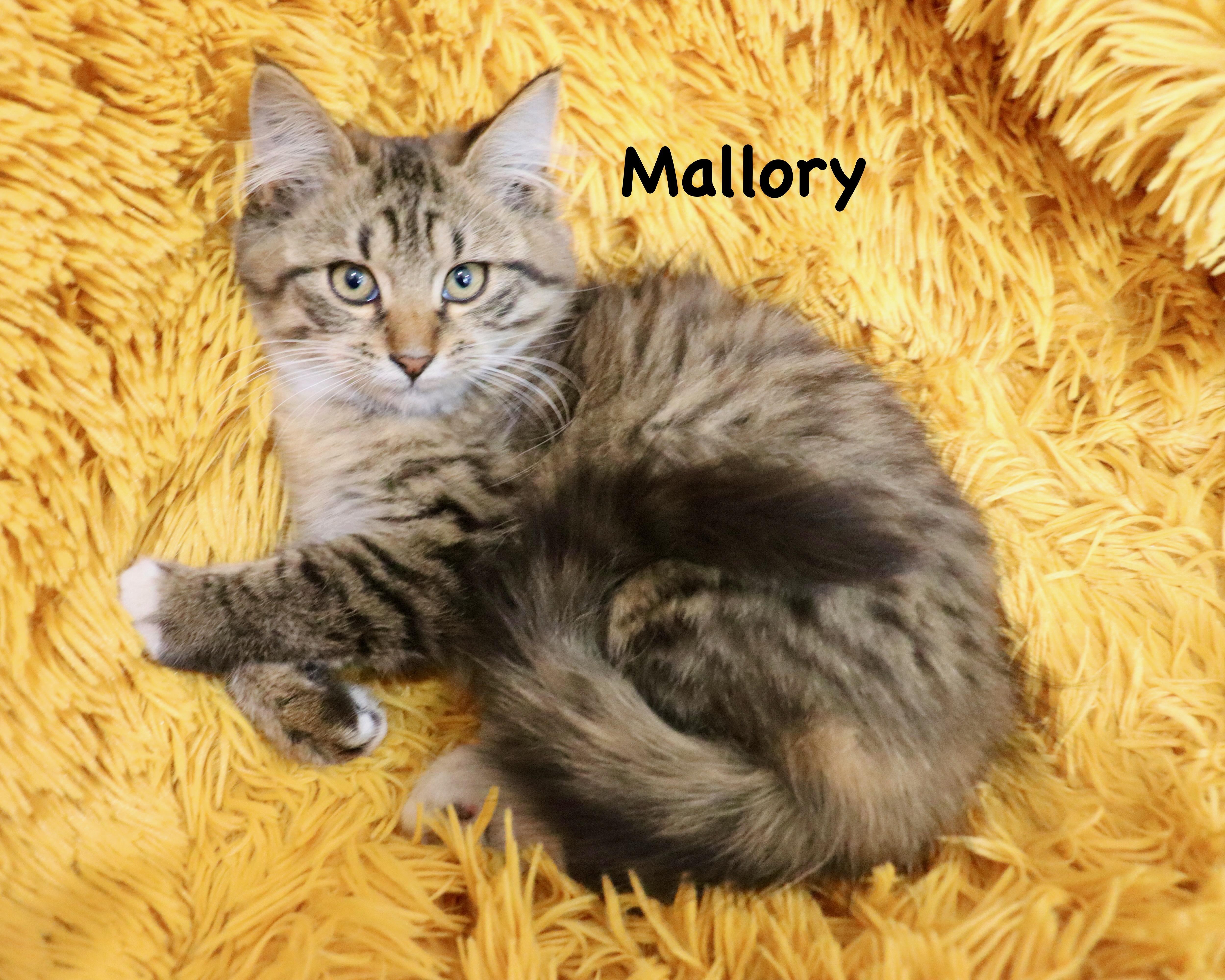 Mallory - Adoptable Pet | Petfinder | Petfinder