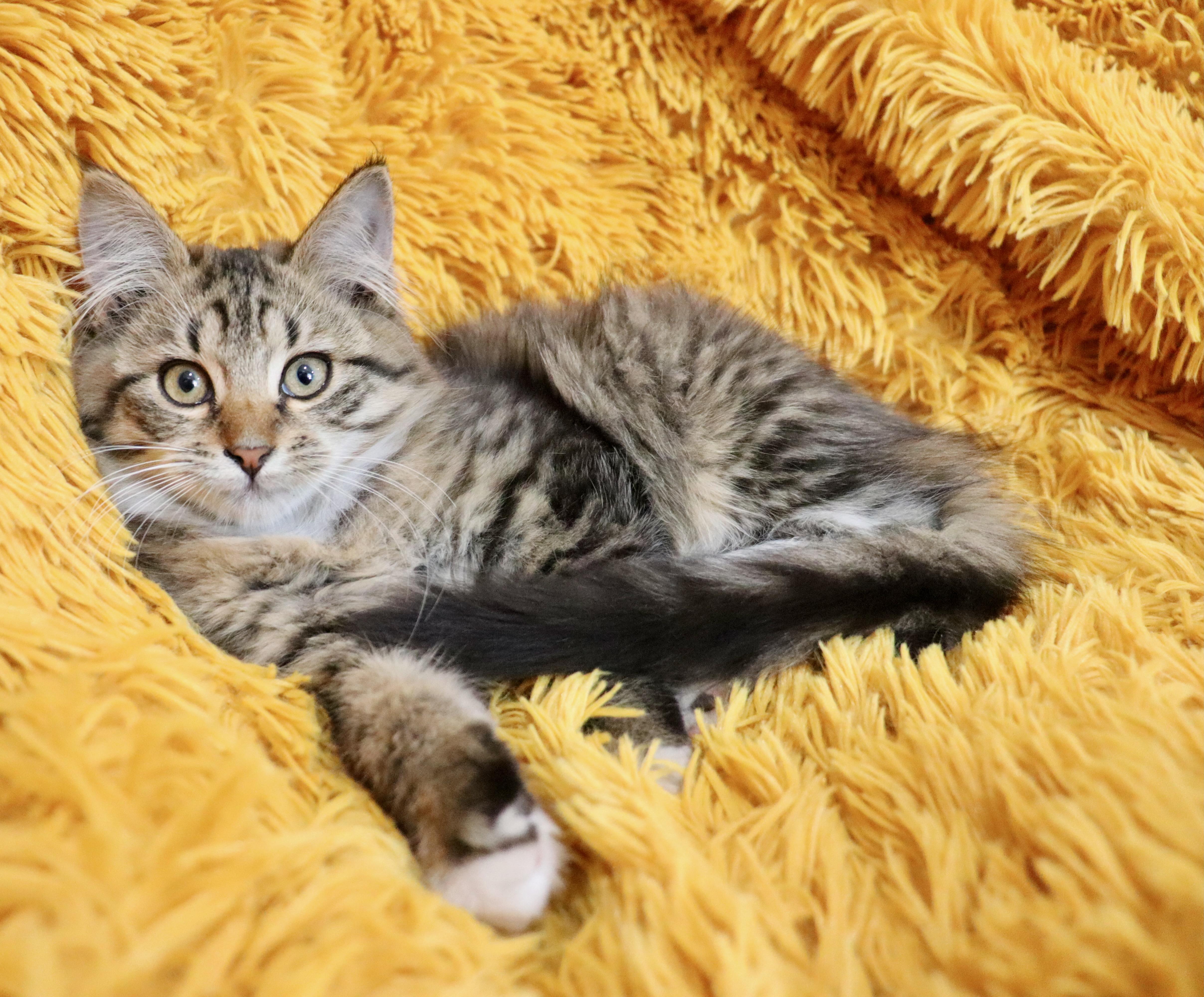 Mallory - Adoptable Pet | Petfinder | Petfinder
