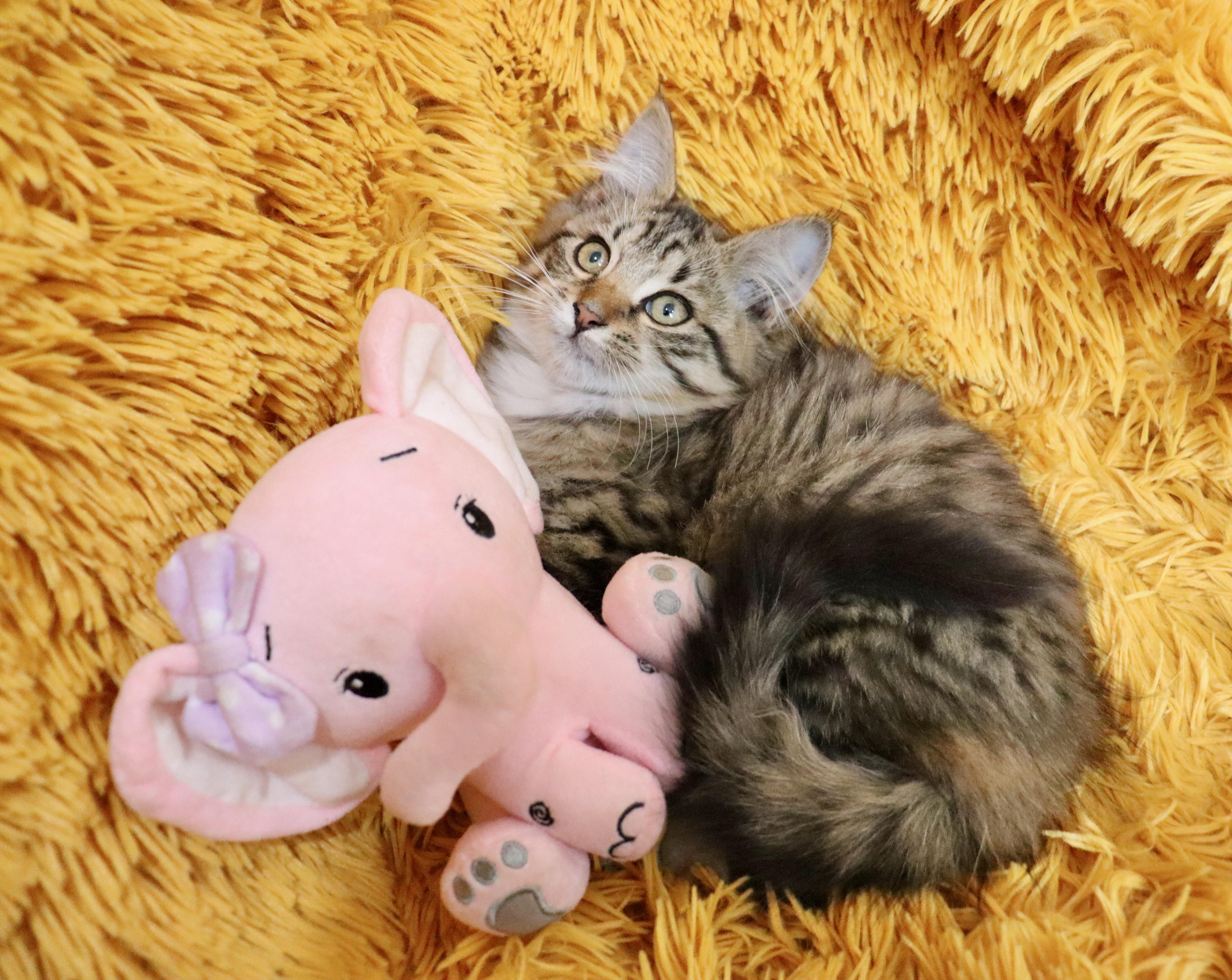 Mallory - Adoptable Pet | Petfinder | Petfinder