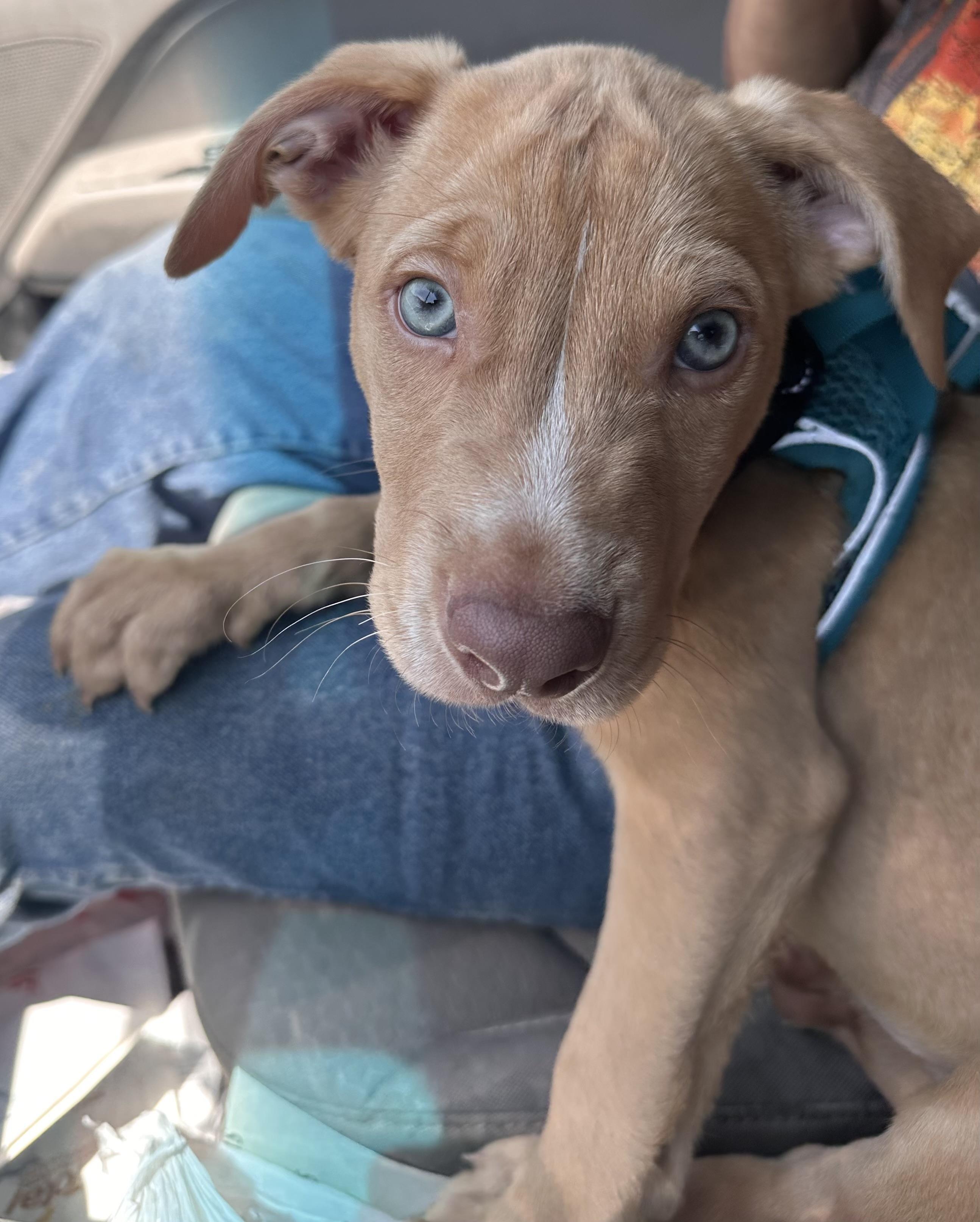 Dog for adoption - Milo, a Labrador Retriever Mix in pittsburgh, PA ...