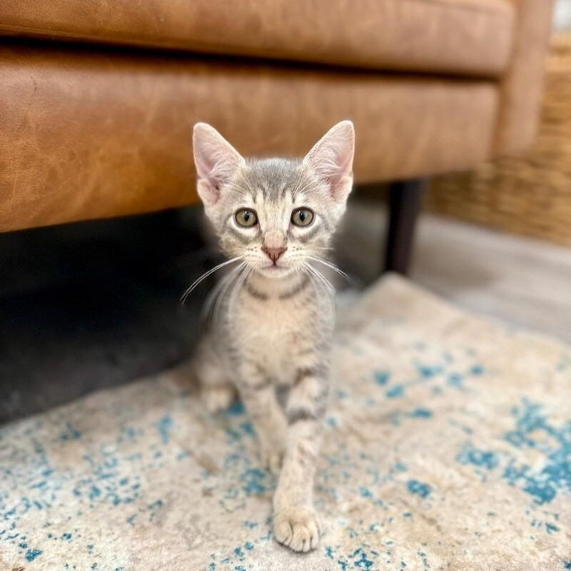 Cat for adoption - Huckleberry Pie Dessert, a Tabby & Domestic Short ...