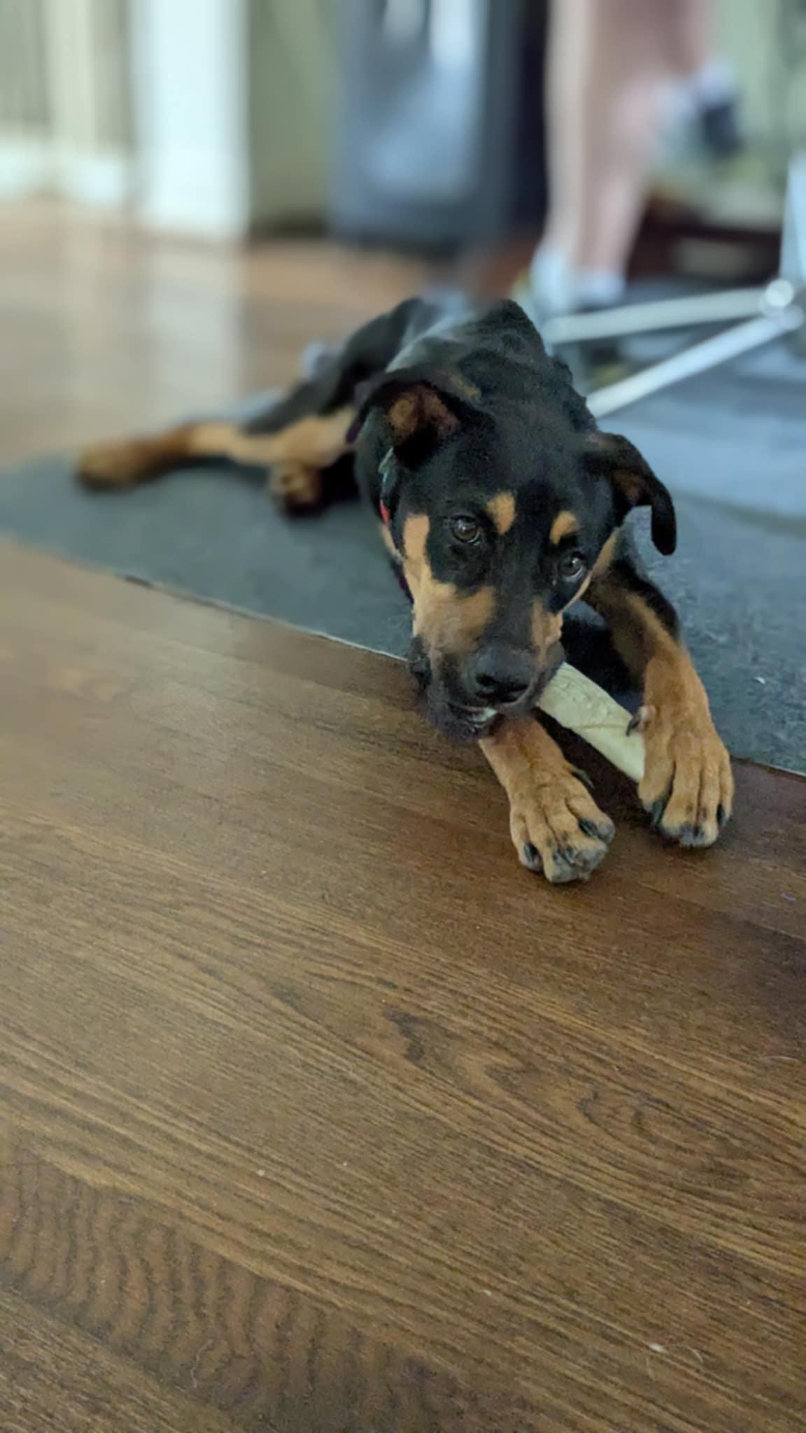 Dog for adoption - Reggie, a German Pinscher Mix in Aspen, CO | Petfinder