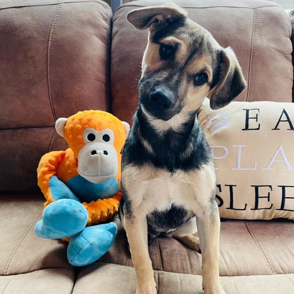 Dog for adoption - Belle, a Cardigan Welsh Corgi & Feist Mix in ...