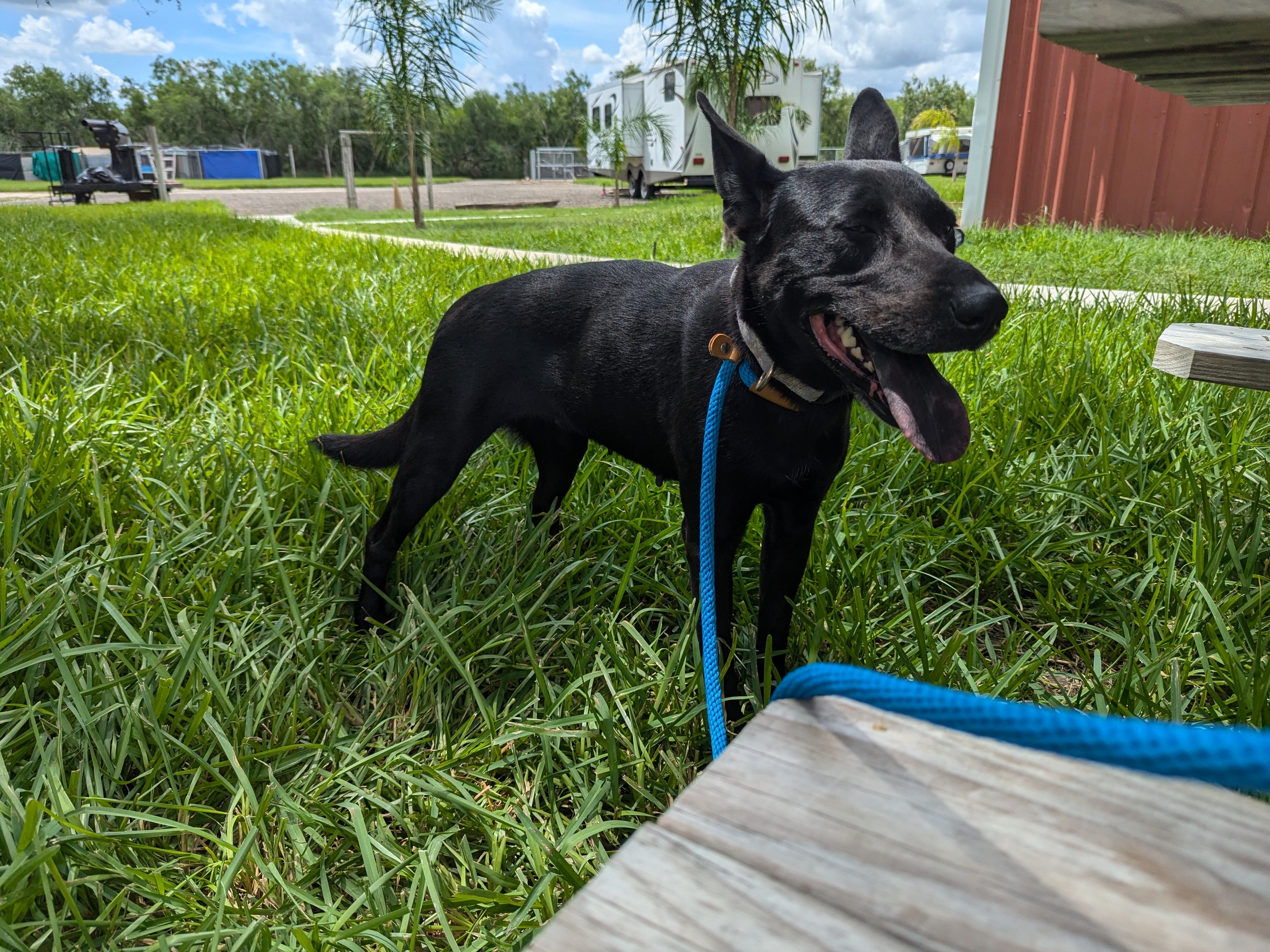 Dog for adoption - Daphne, a Belgian Shepherd / Malinois & Chow Chow ...