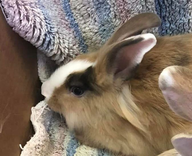 Rabbit for adoption - Spike, a Dutch & Lionhead Mix in Paradis, LA ...