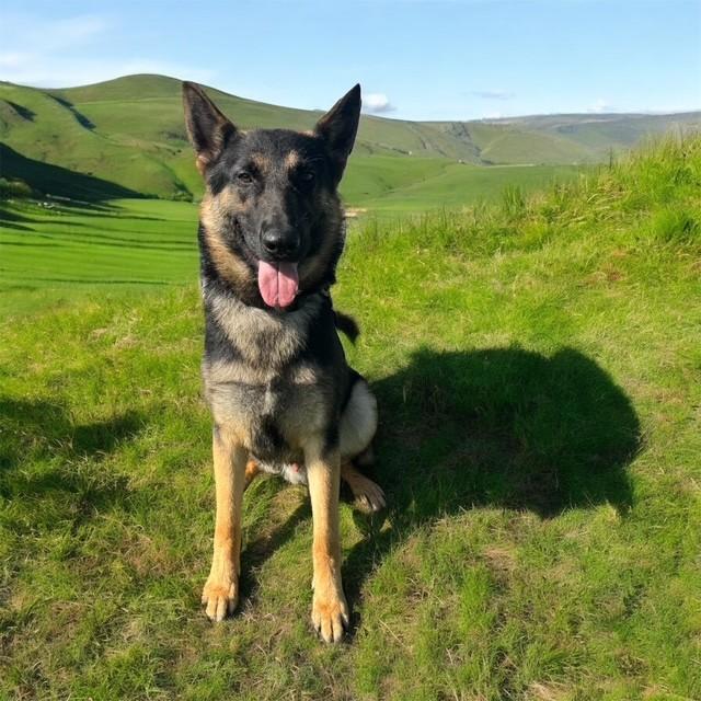 Dog for adoption - Charlie, a German Shepherd Dog Mix in Williston, VT ...