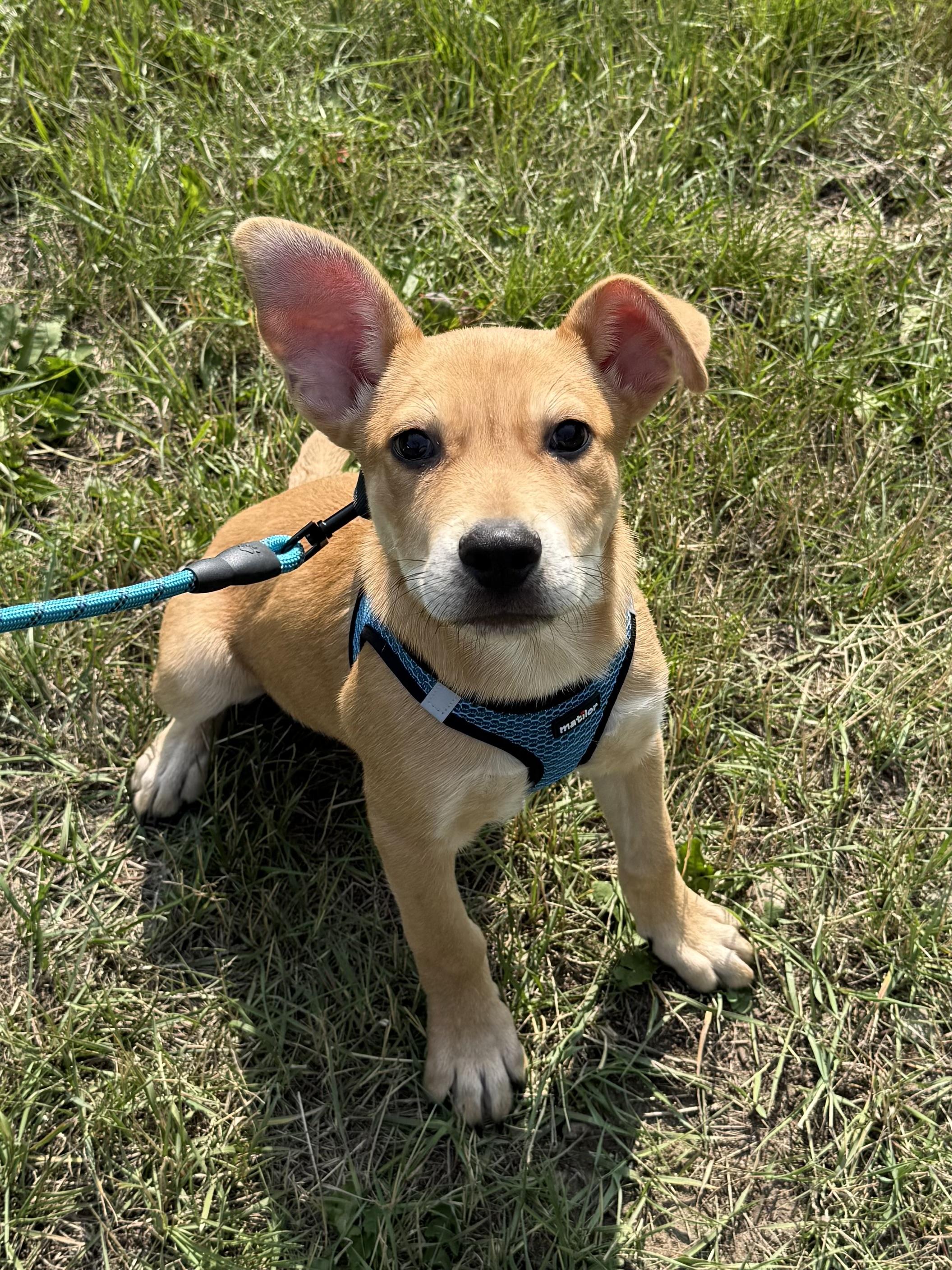 Dog for adoption - Butter, a Shepherd Mix in Brookeville, MD | Petfinder