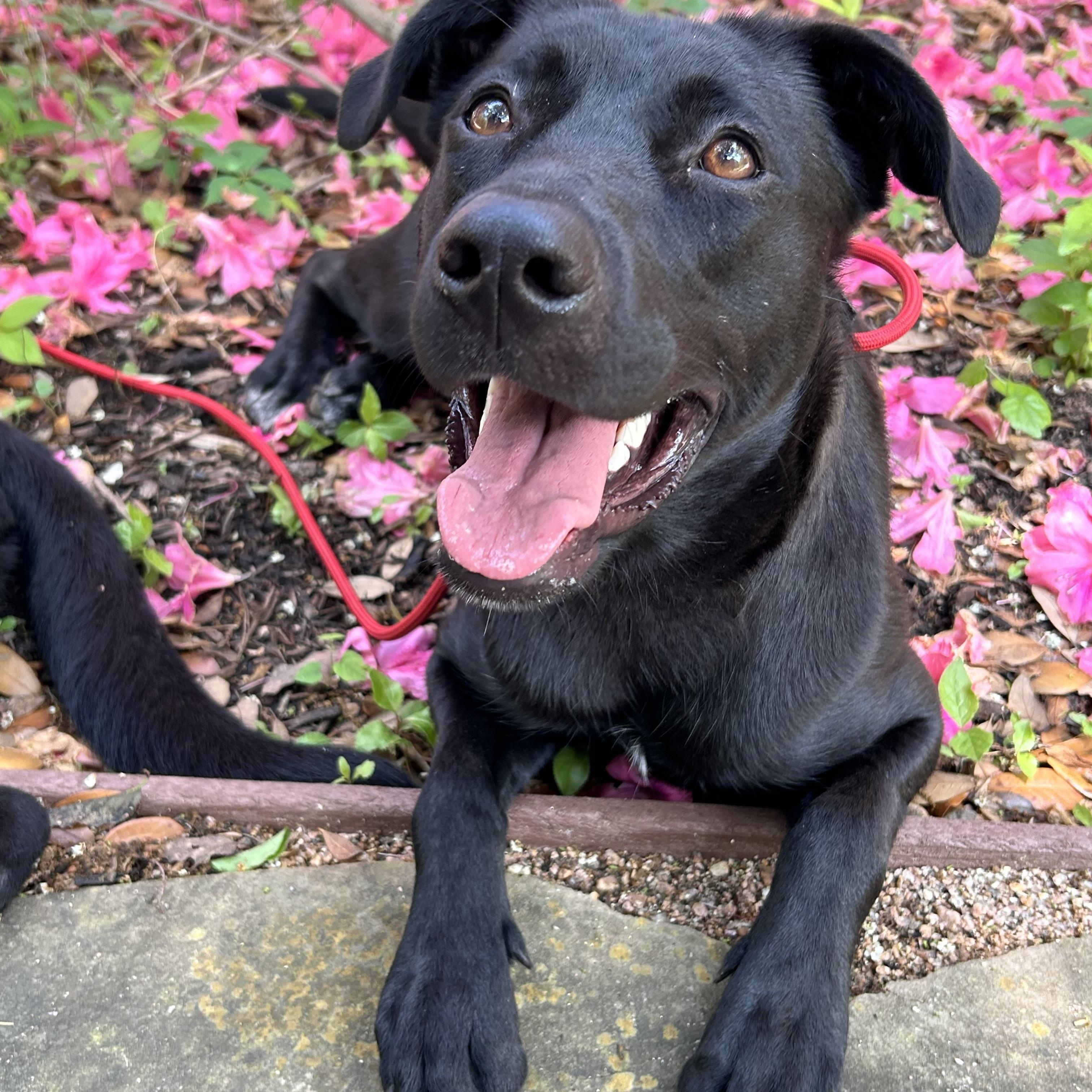 Dog for adoption - Blair, a Black Labrador Retriever Mix in Houston, TX ...