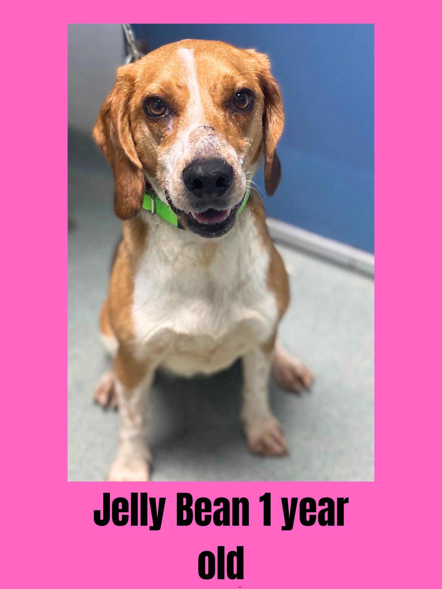 Dog for adoption - Jelly Bean, a Mixed Breed in Ravenna, OH | Petfinder