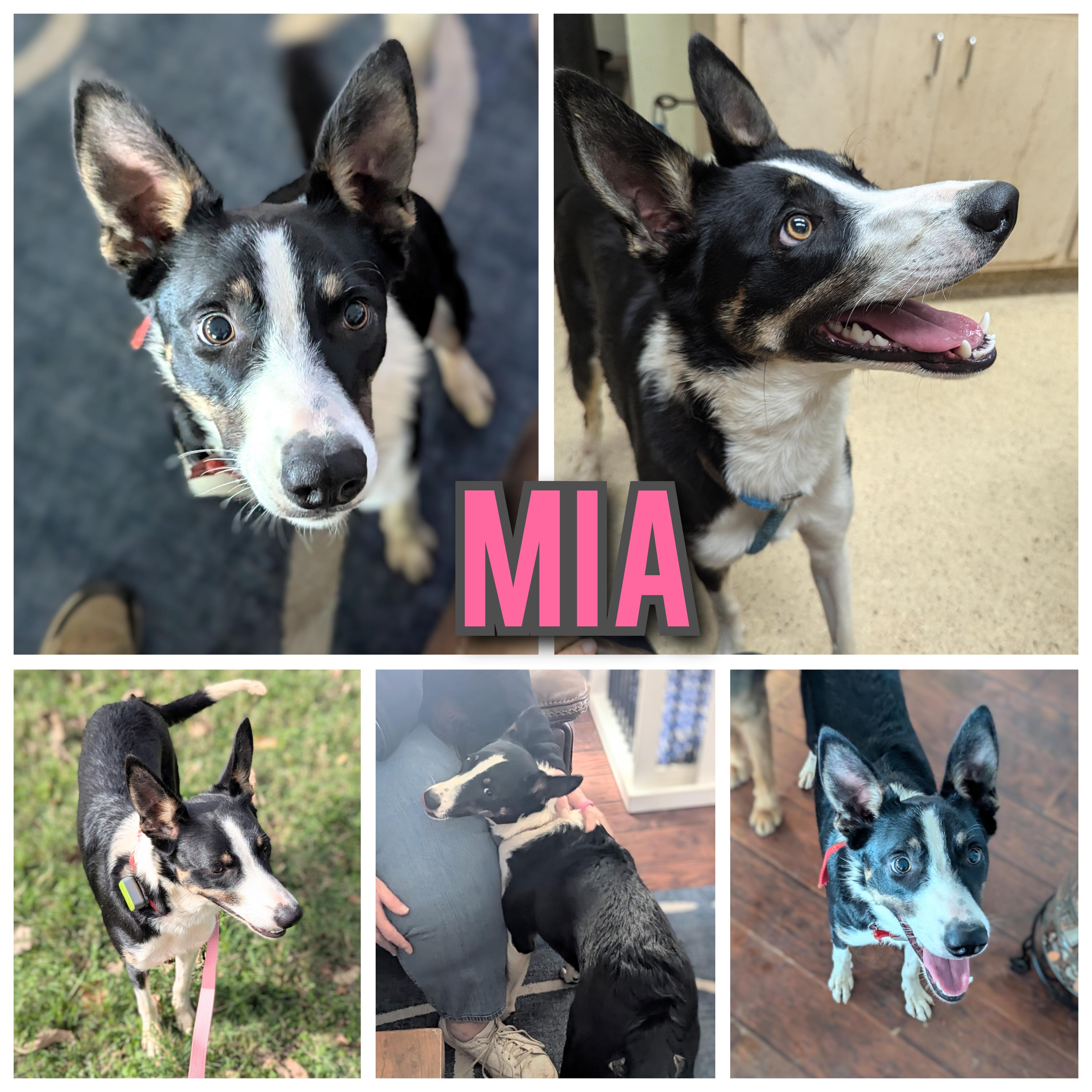 Dog for adoption - Mia, a Border Collie & Australian Kelpie Mix in ...