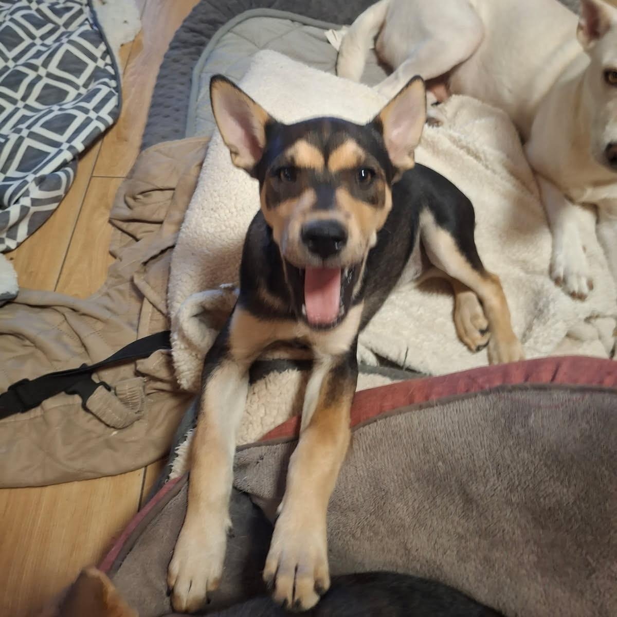 Dog for adoption - Zora, a Mixed Breed in Staten Island , NY | Petfinder