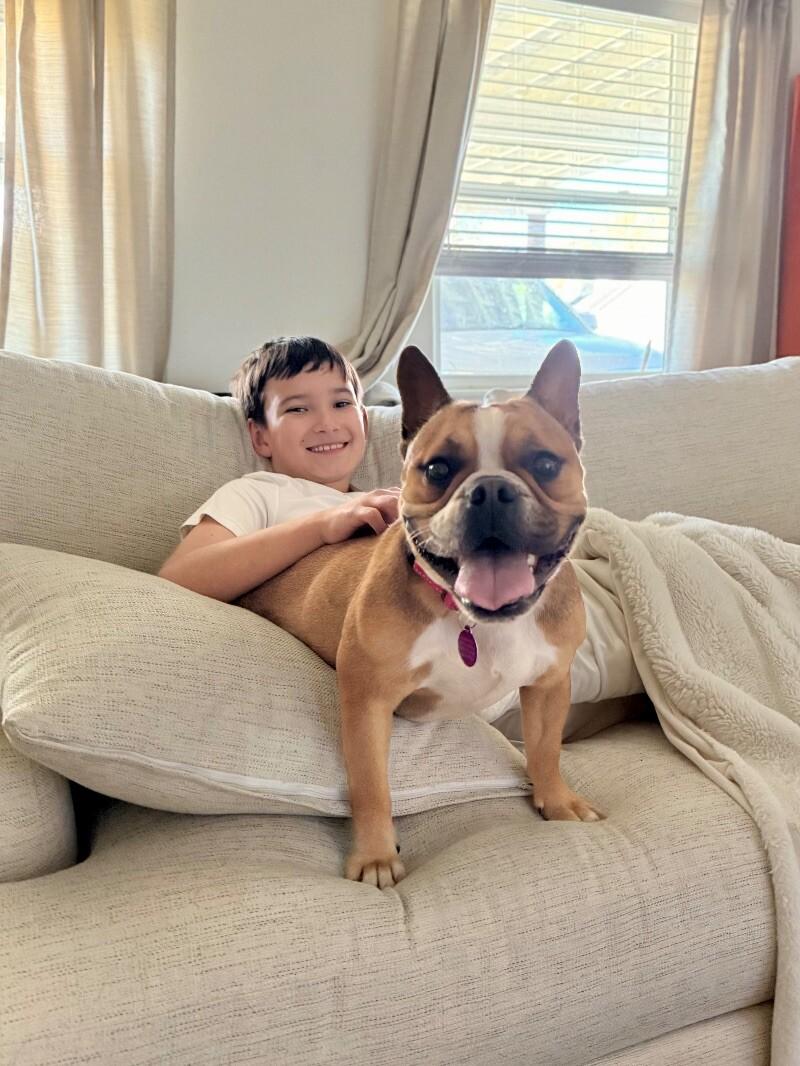 Dog for adoption - Jelly Bean Love Queen, a French Bulldog & American ...