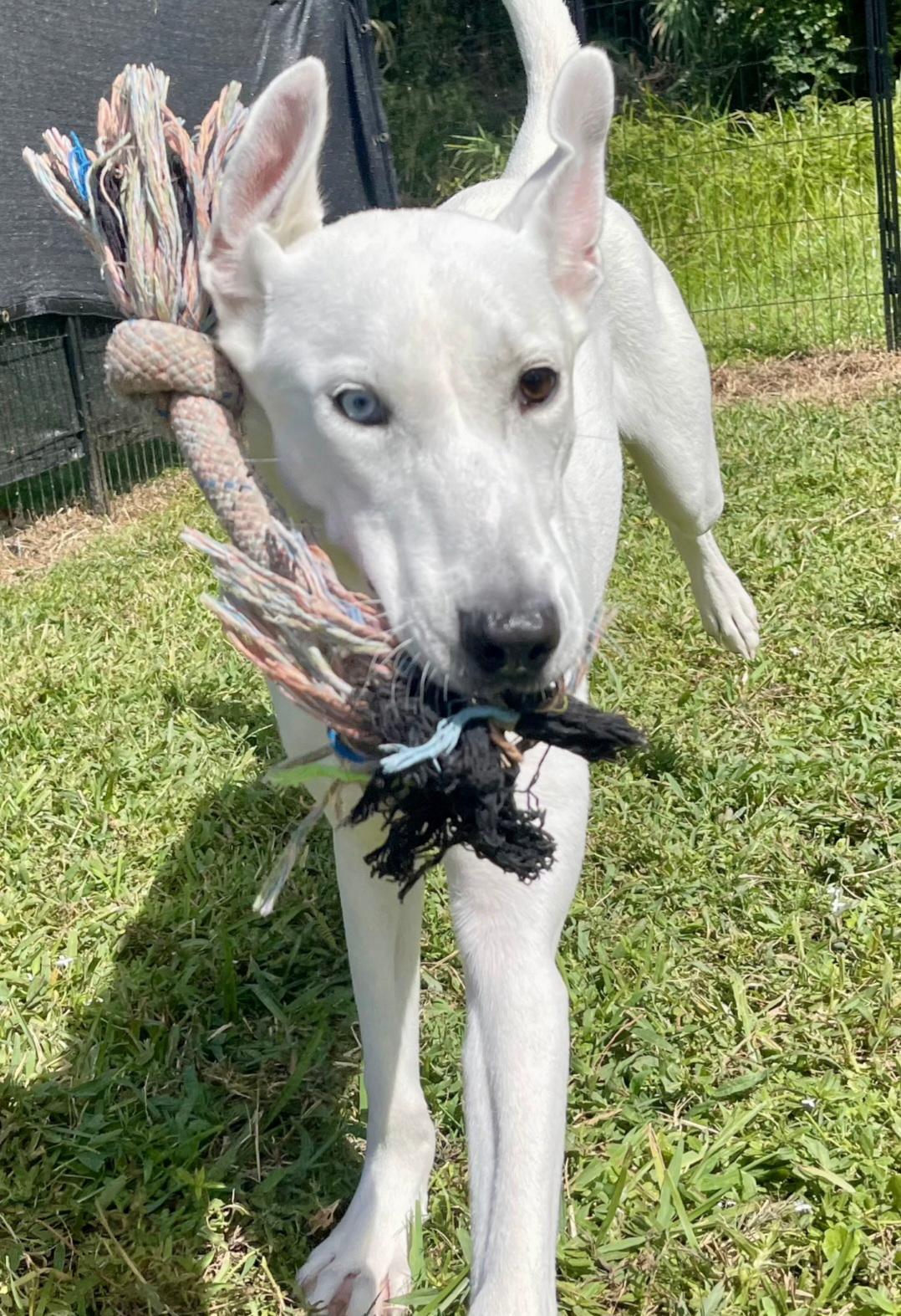 Dog for adoption - Sugar, a German Shepherd Dog & Husky Mix in Richmond ...