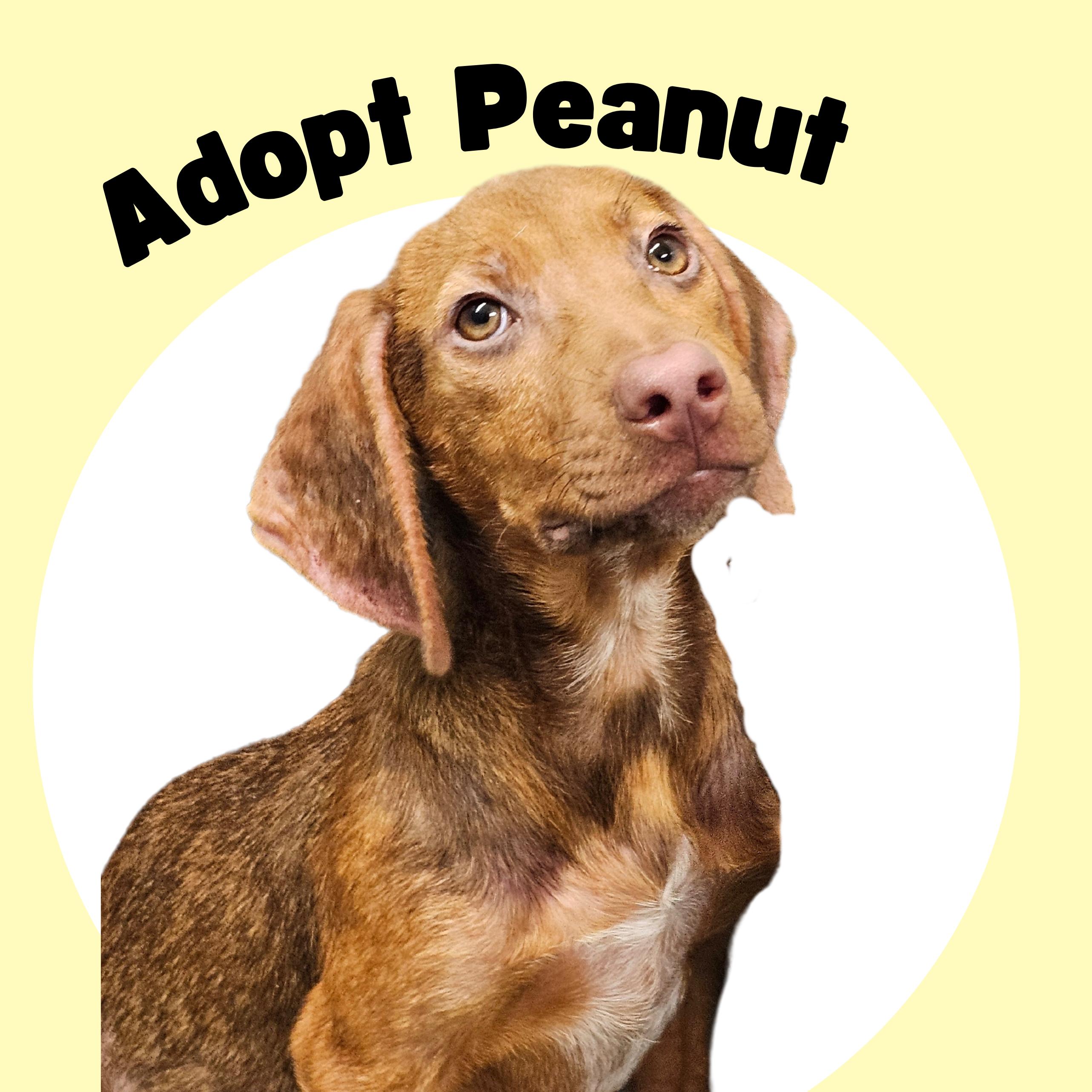 Dog for adoption - Peanut, a Mixed Breed in Egg Harbor Township, NJ ...